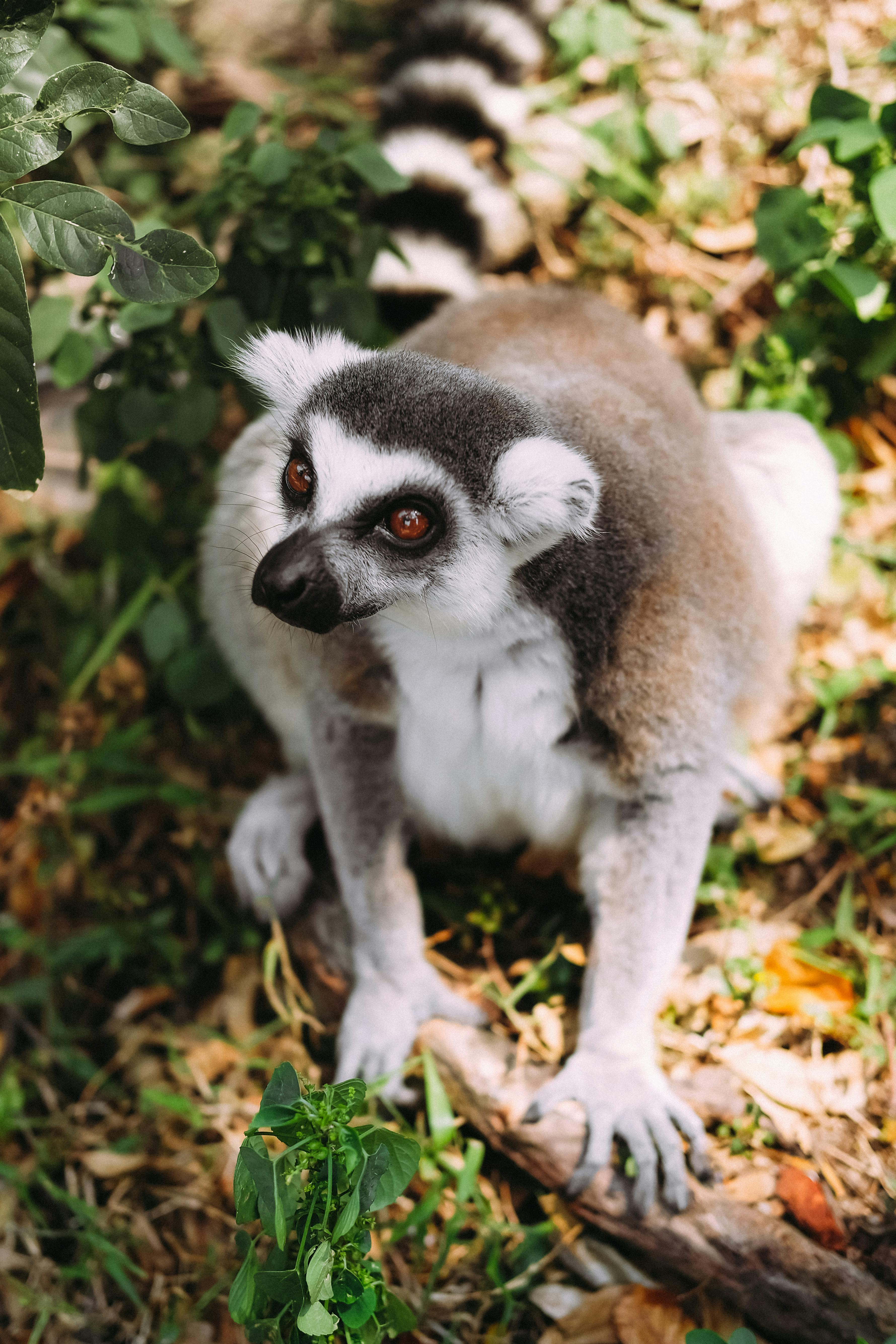 Lemur Photos, Download The BEST Free Lemur Stock Photos & HD Images