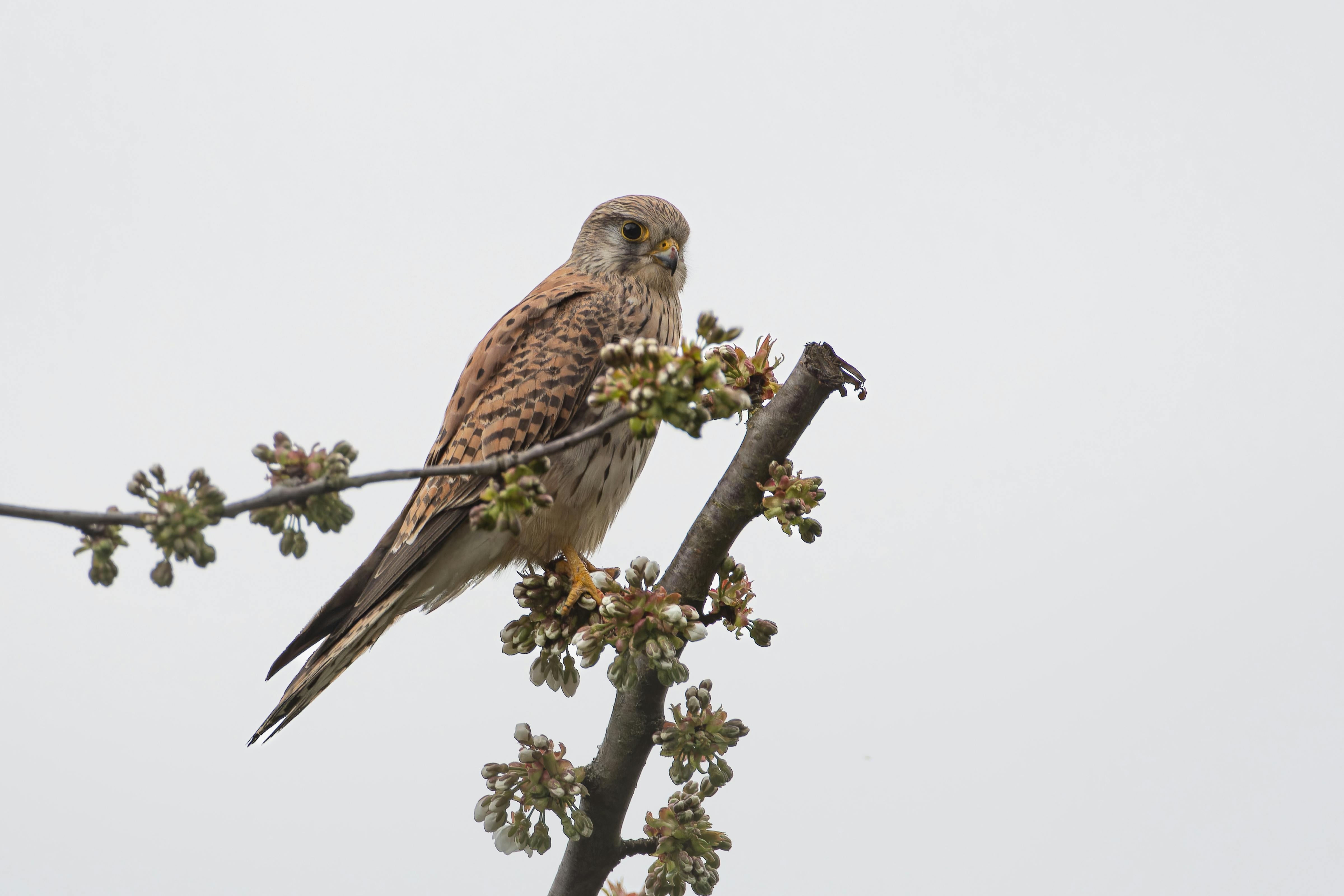 Kestrel Perching on Branch · Free Stock Photo