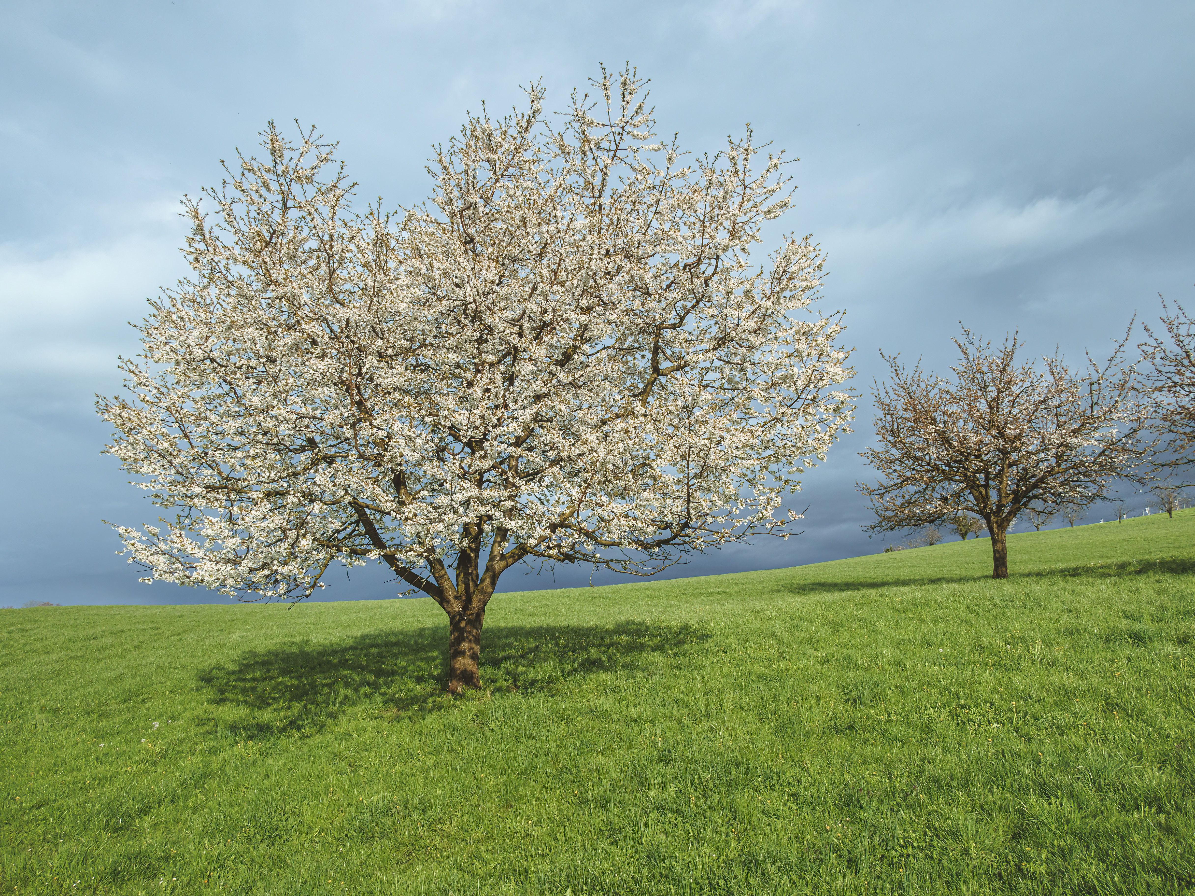 Spring Trees on Meadow · Free Stock Photo