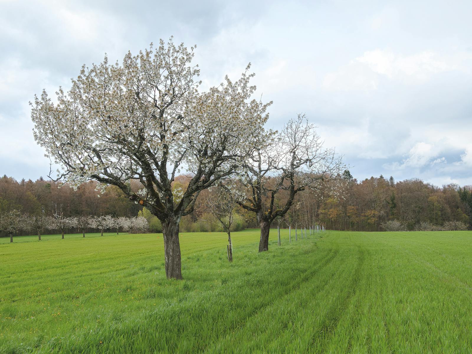 Spring Green Wallpaper Photos, Download The BEST Free Spring Green ...