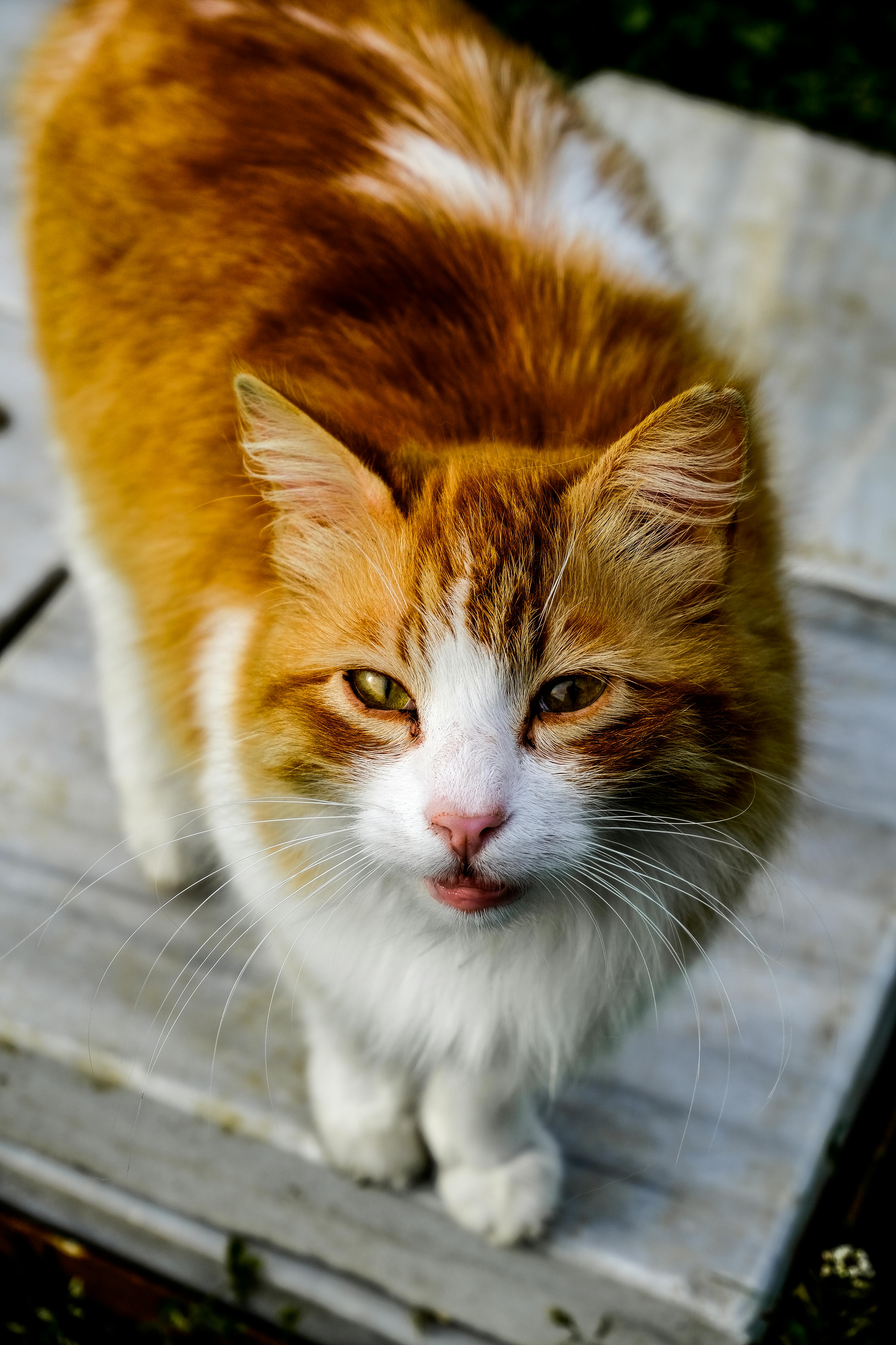 Portrait of Ginger Cat · Free Stock Photo
