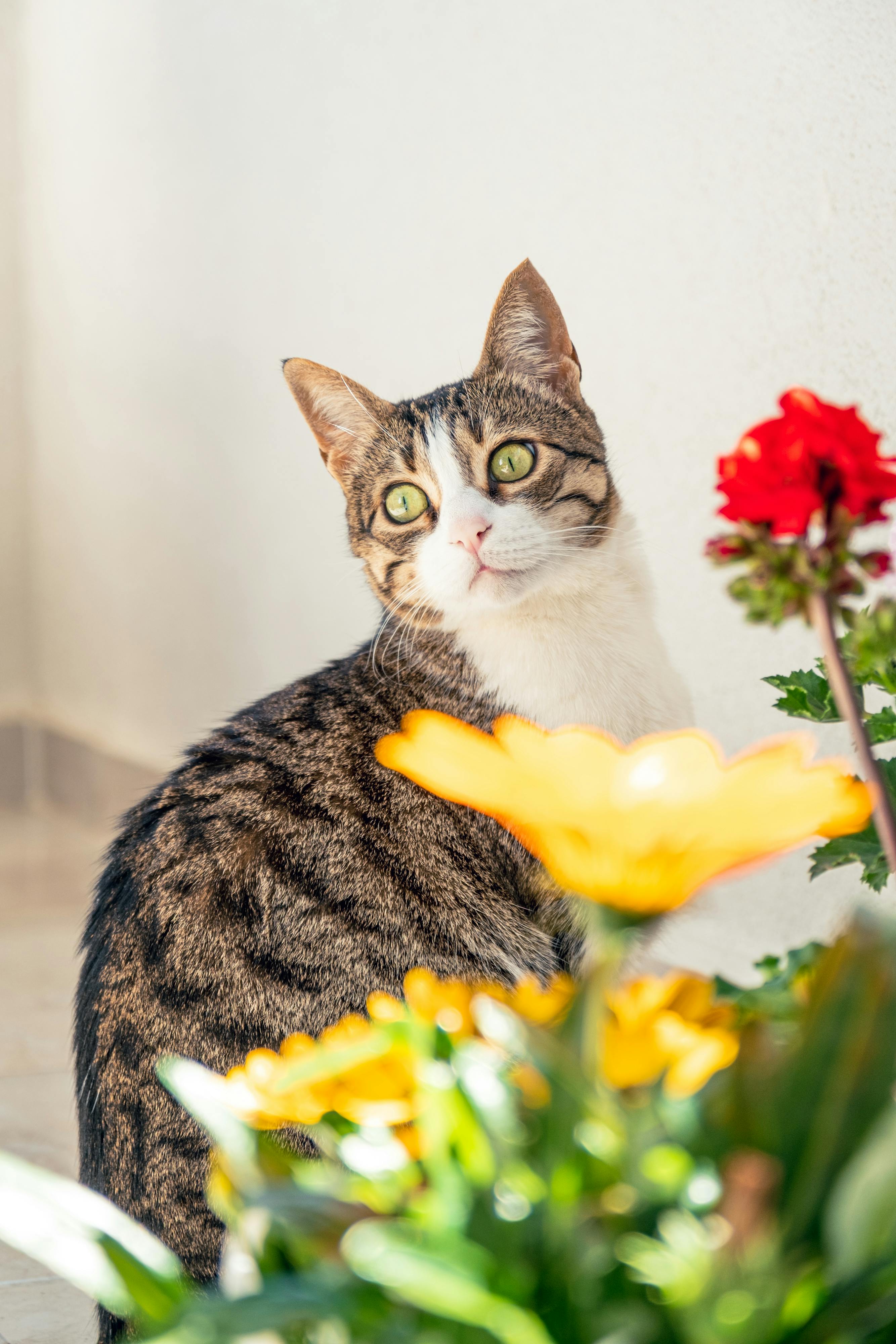 Cute cat · Free Stock Photo