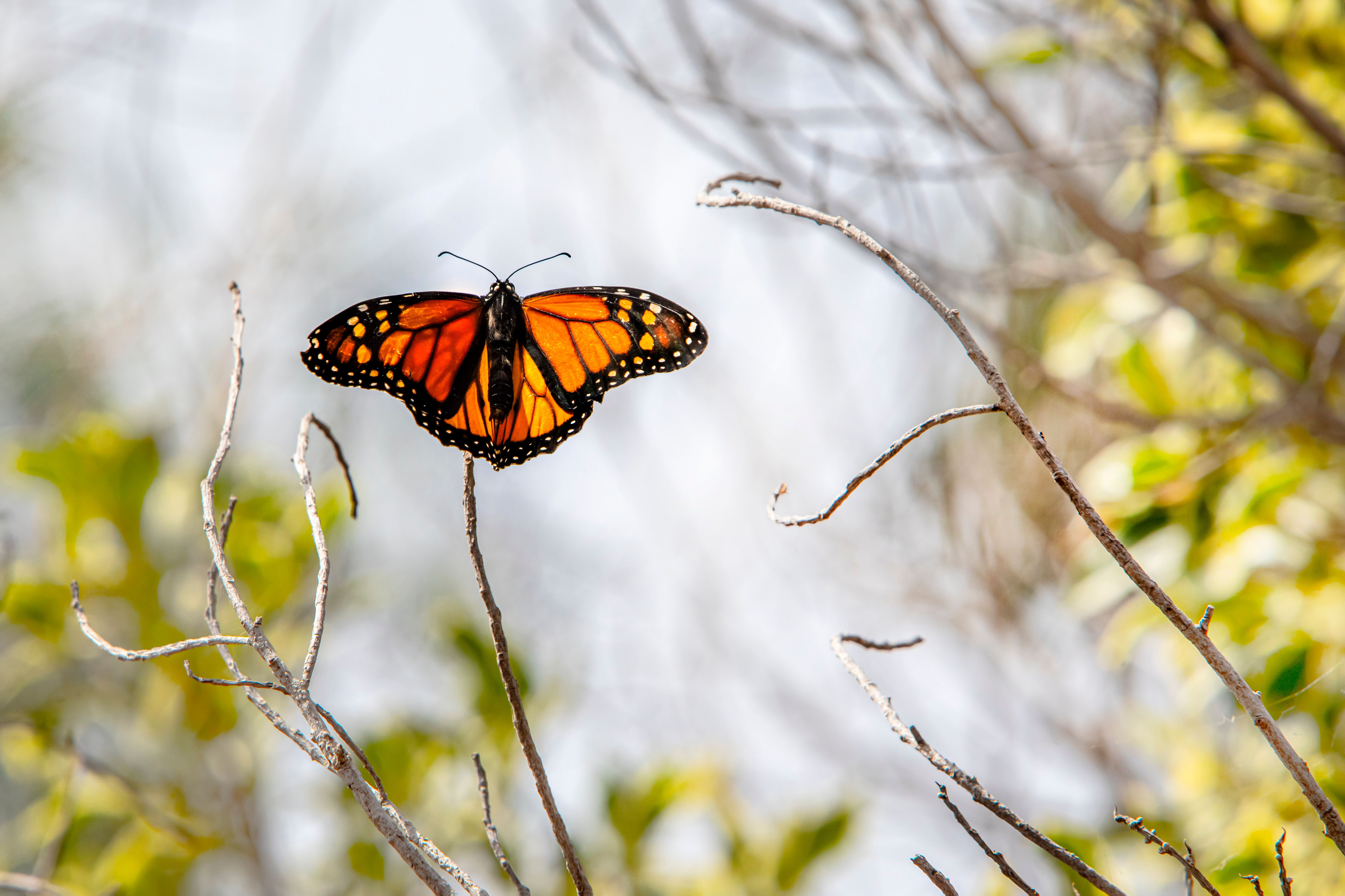 Monarch Butterfly on Branch · Free Stock Photo
