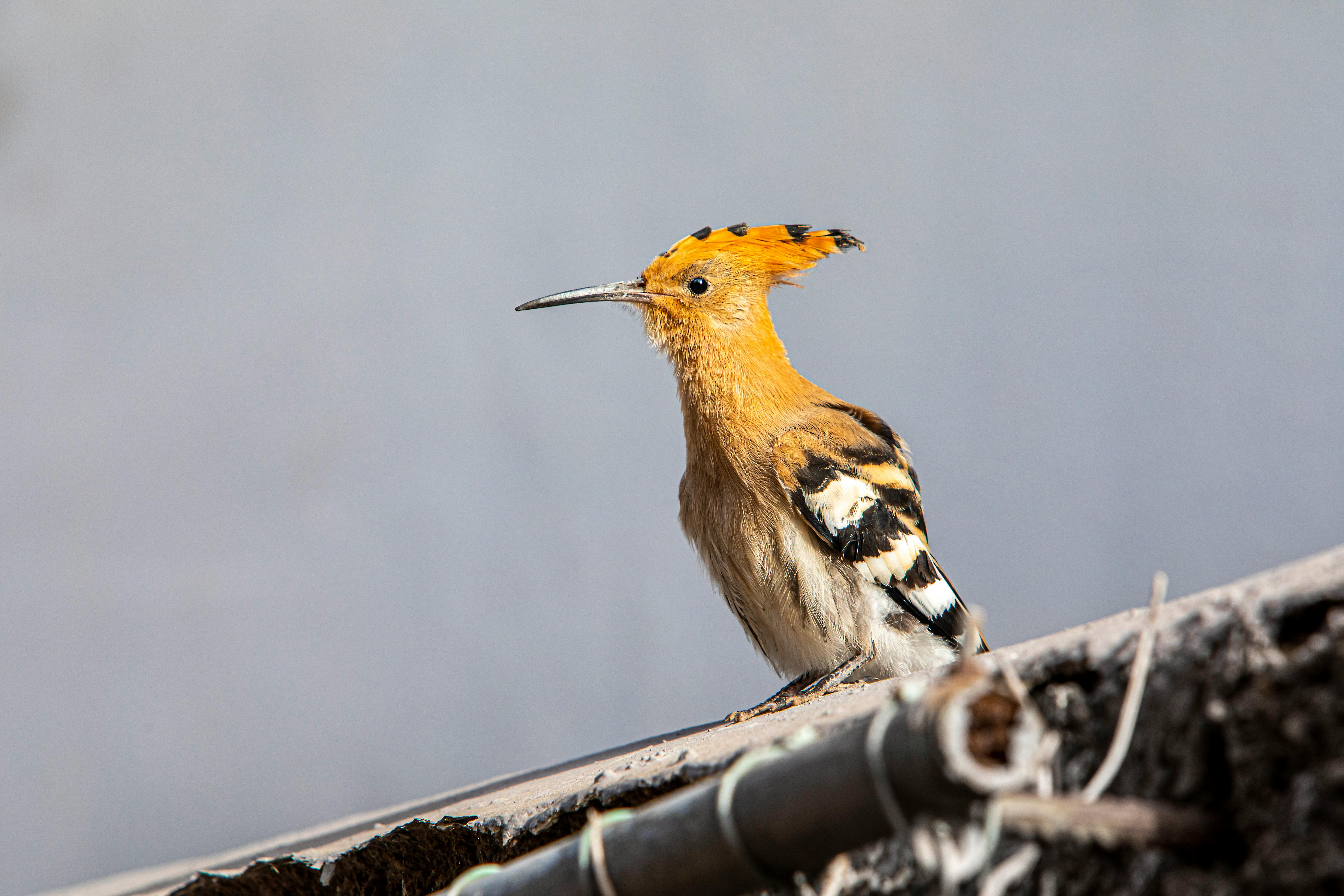 Eurasian Hoopoe Bird · Free Stock Photo