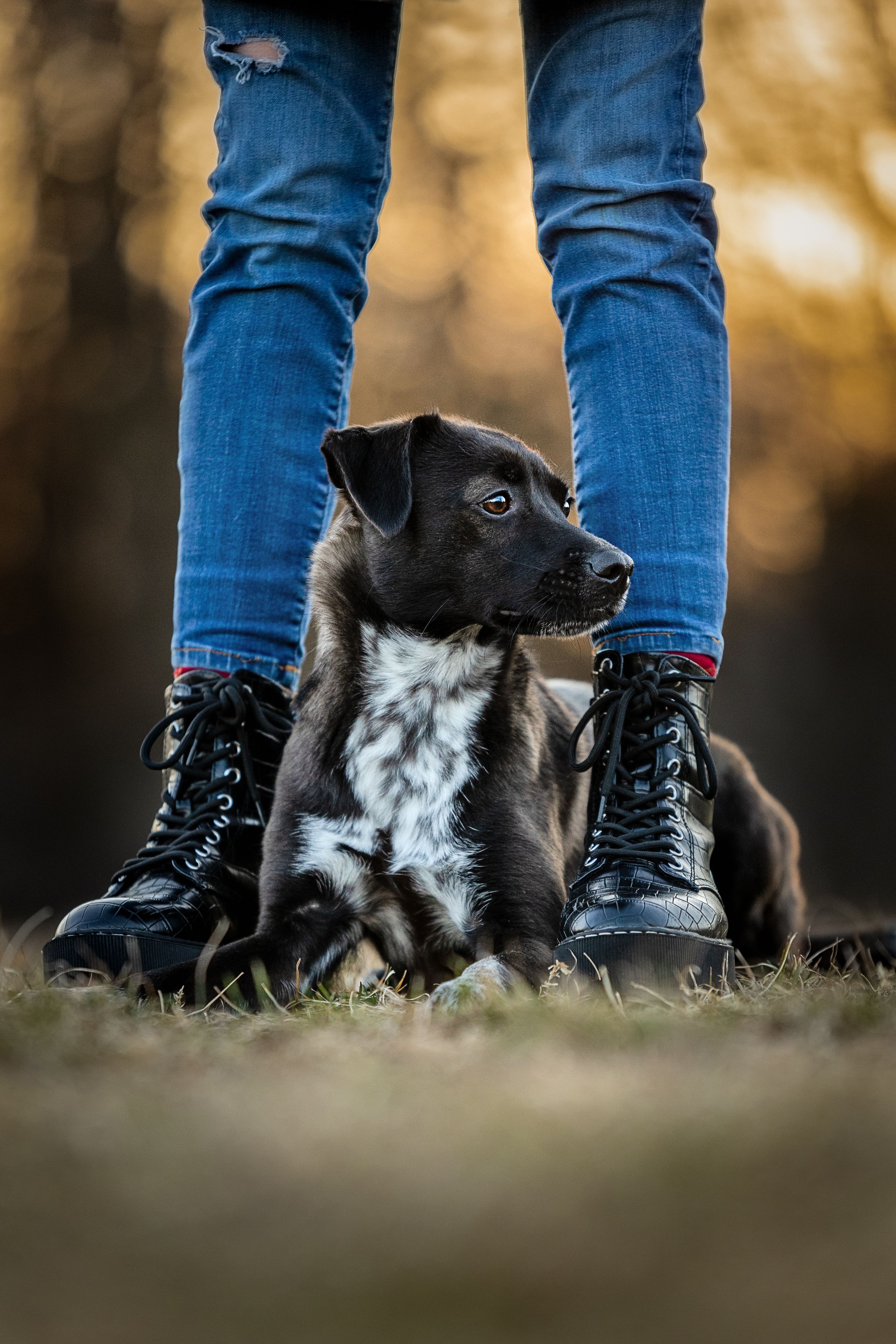 Dog under Legs of Standing Person · Free Stock Photo