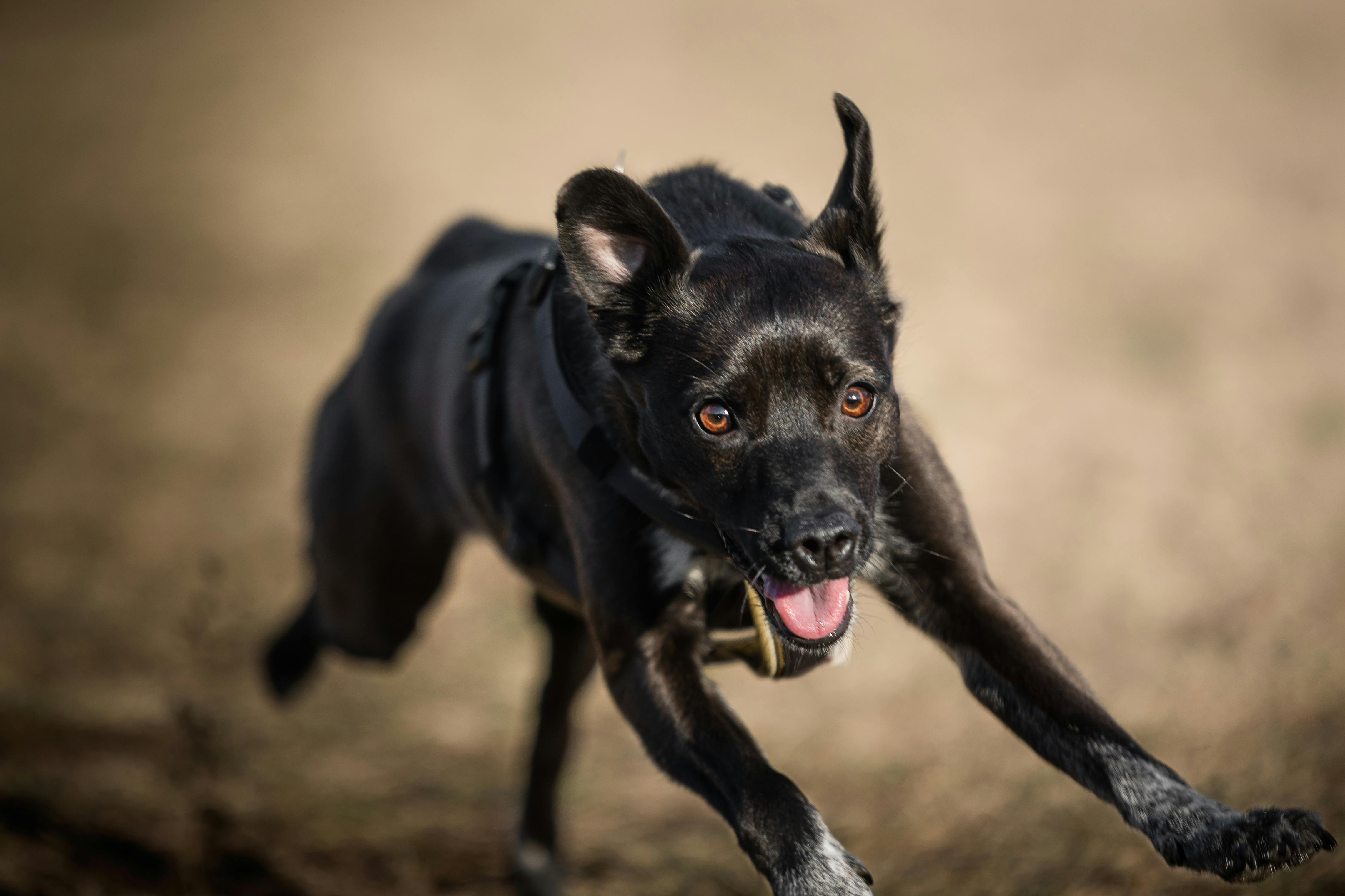 Close up of Black Dog Running · Free Stock Photo