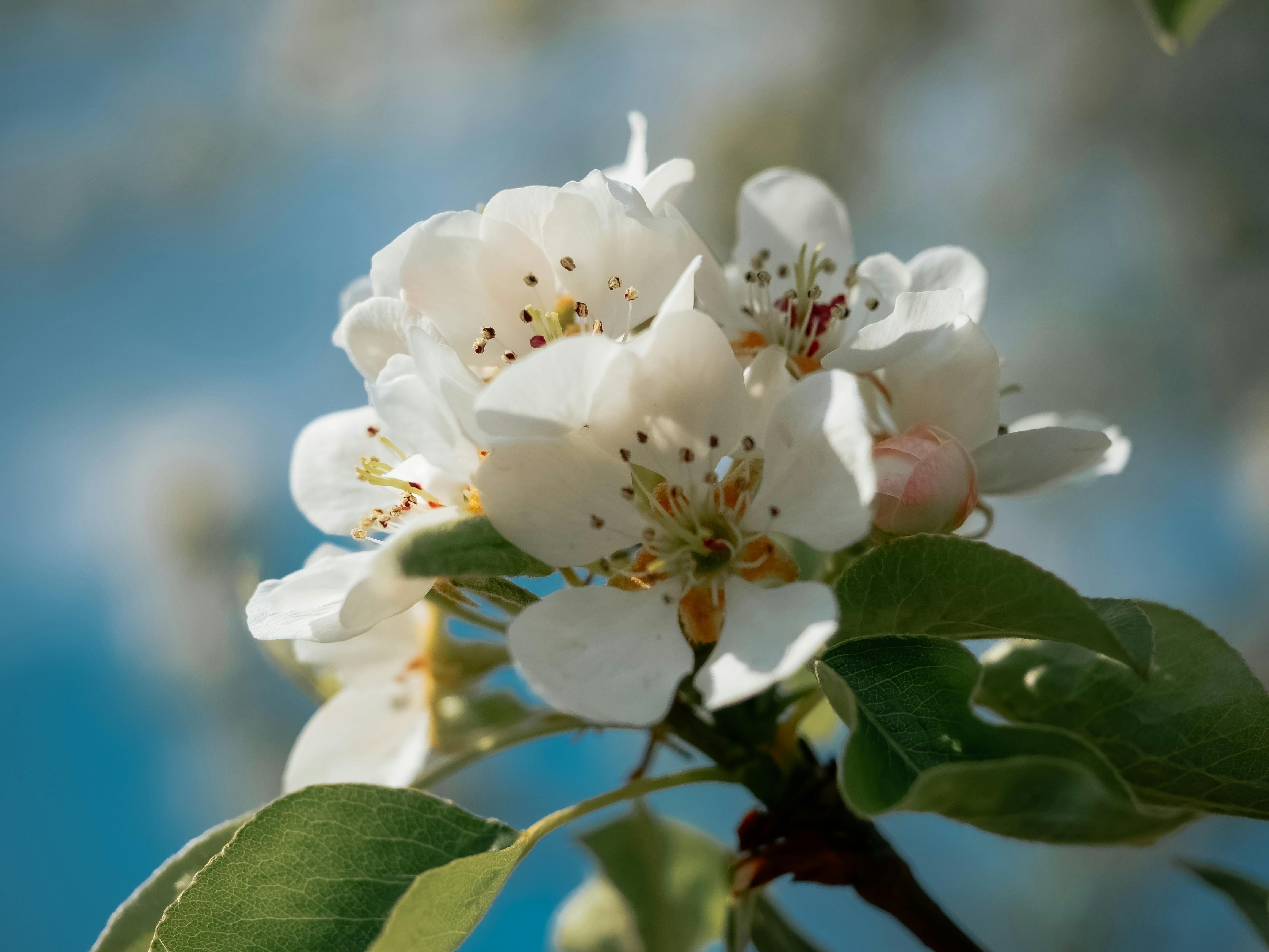 Cherry Blossom Texture Photos, Download The BEST Free Cherry Blossom ...