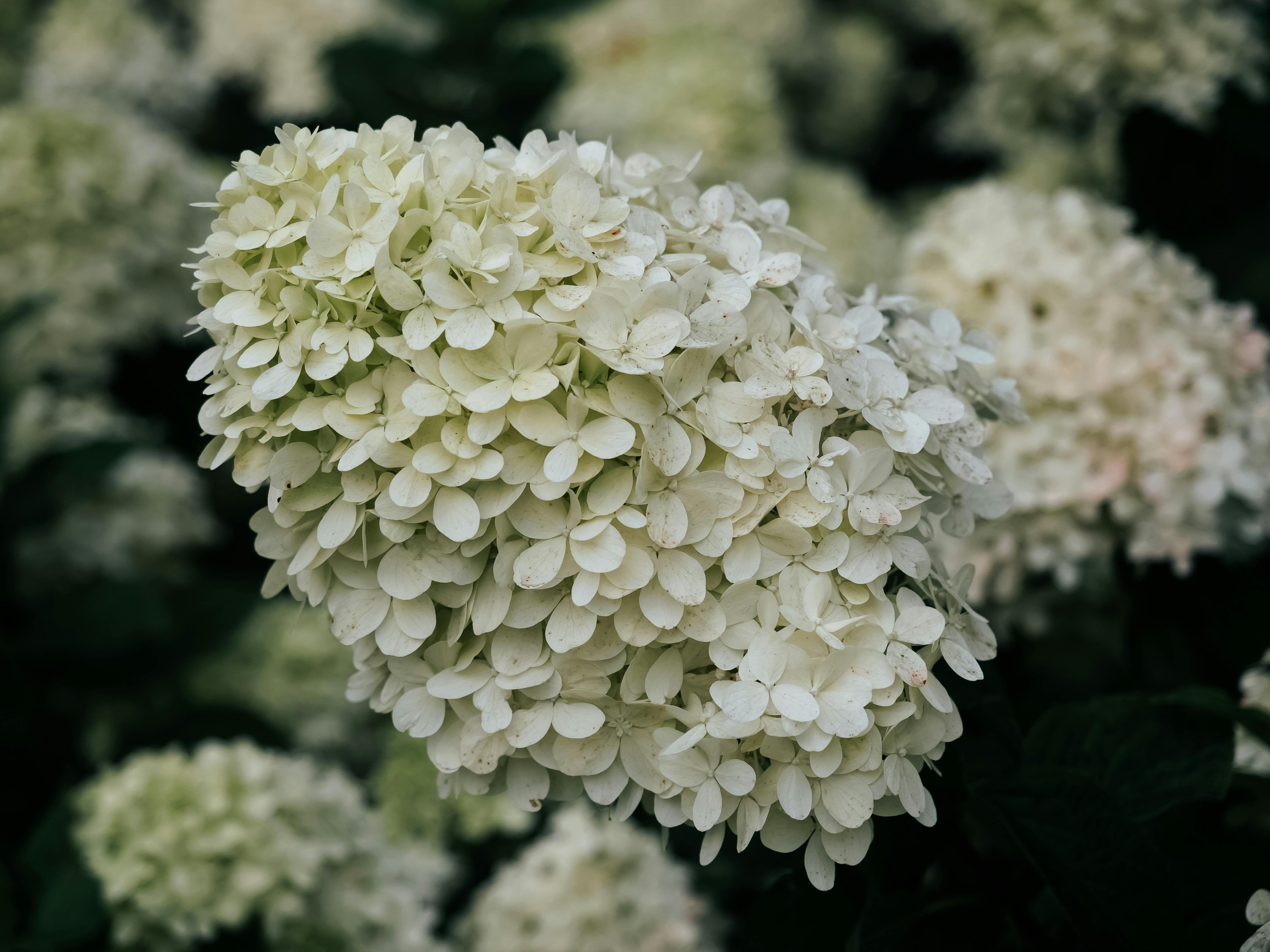White Hydrangea Photos, Download The BEST Free White Hydrangea Stock ...