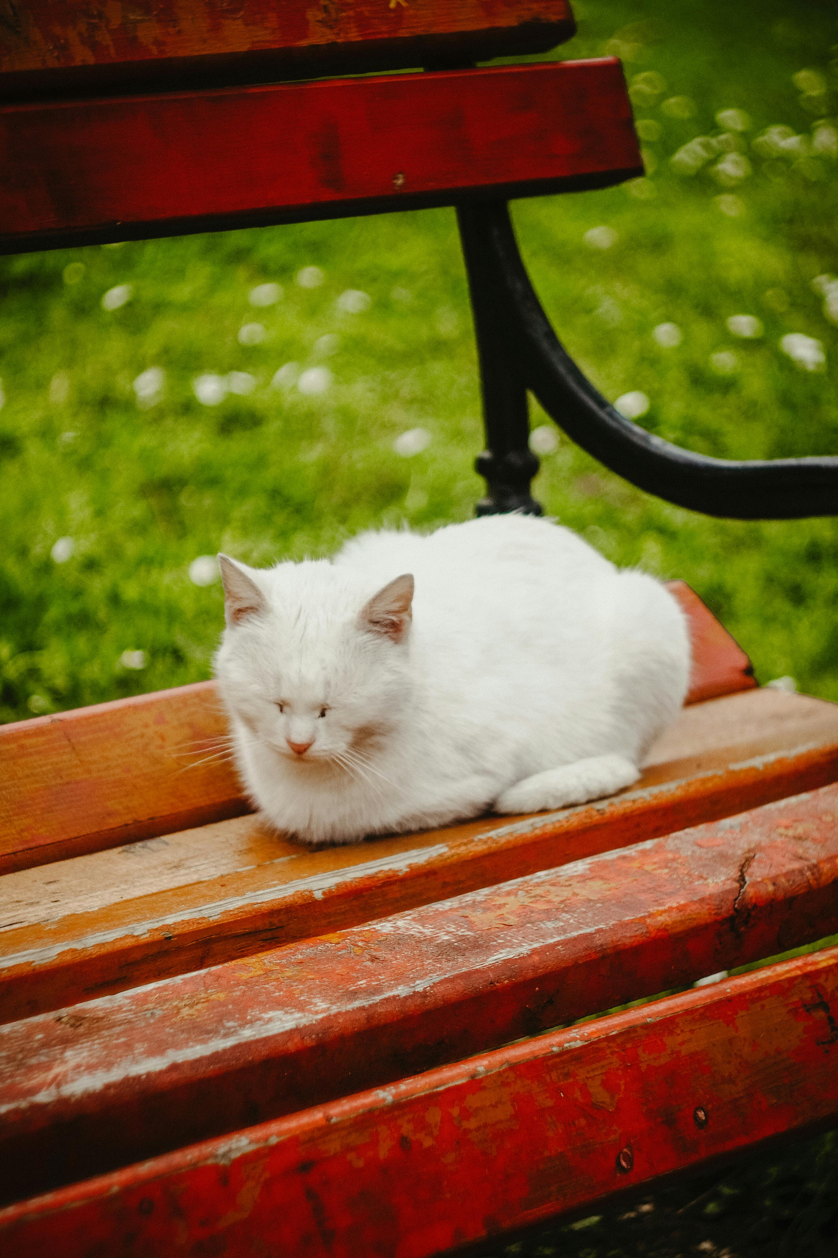 White Cat Sleeping on Bench · Free Stock Photo
