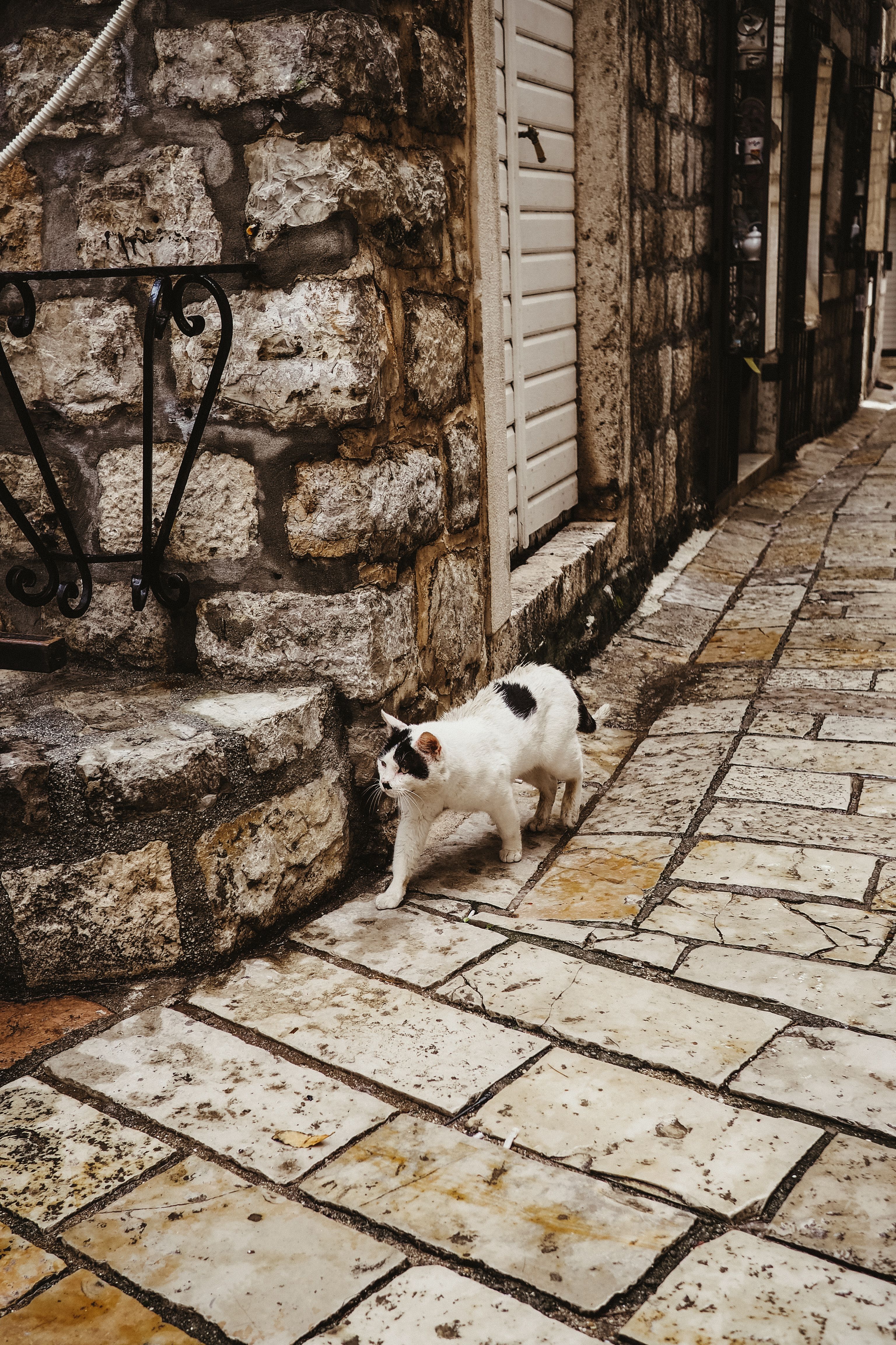 Stray Cat in Old Town · Free Stock Photo