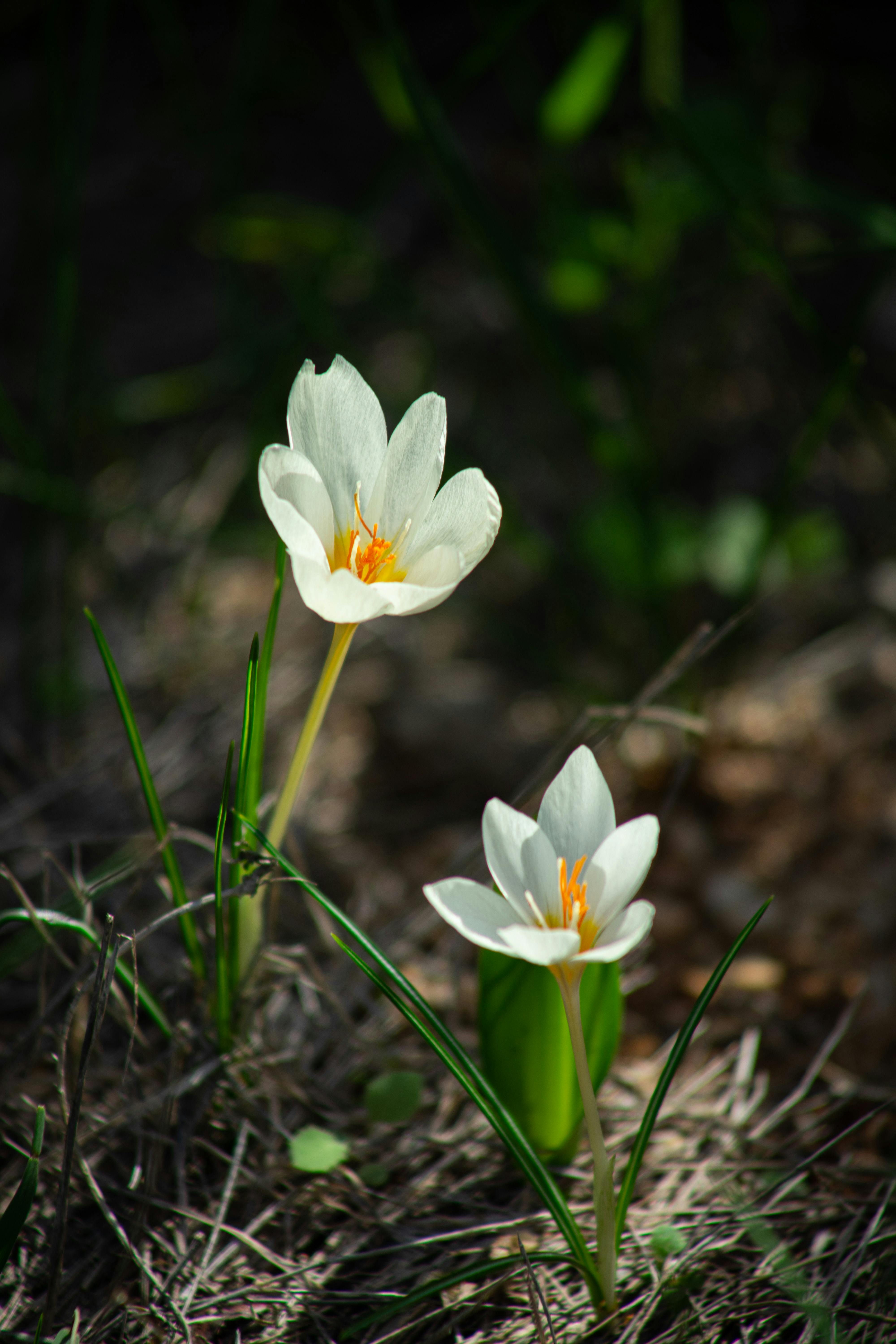 Close up of Crocus Flowers · Free Stock Photo