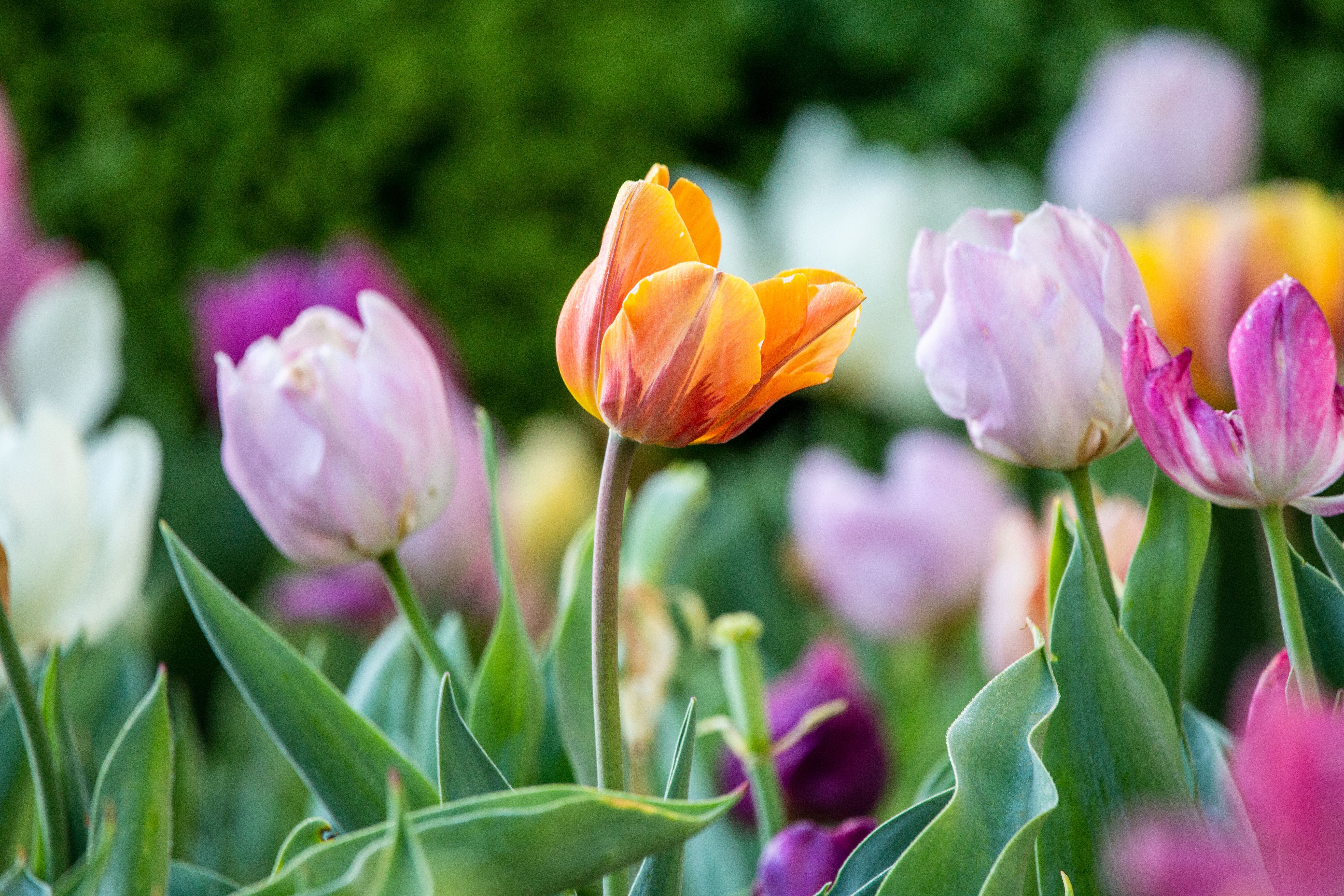Close up of Colorful Tulips · Free Stock Photo