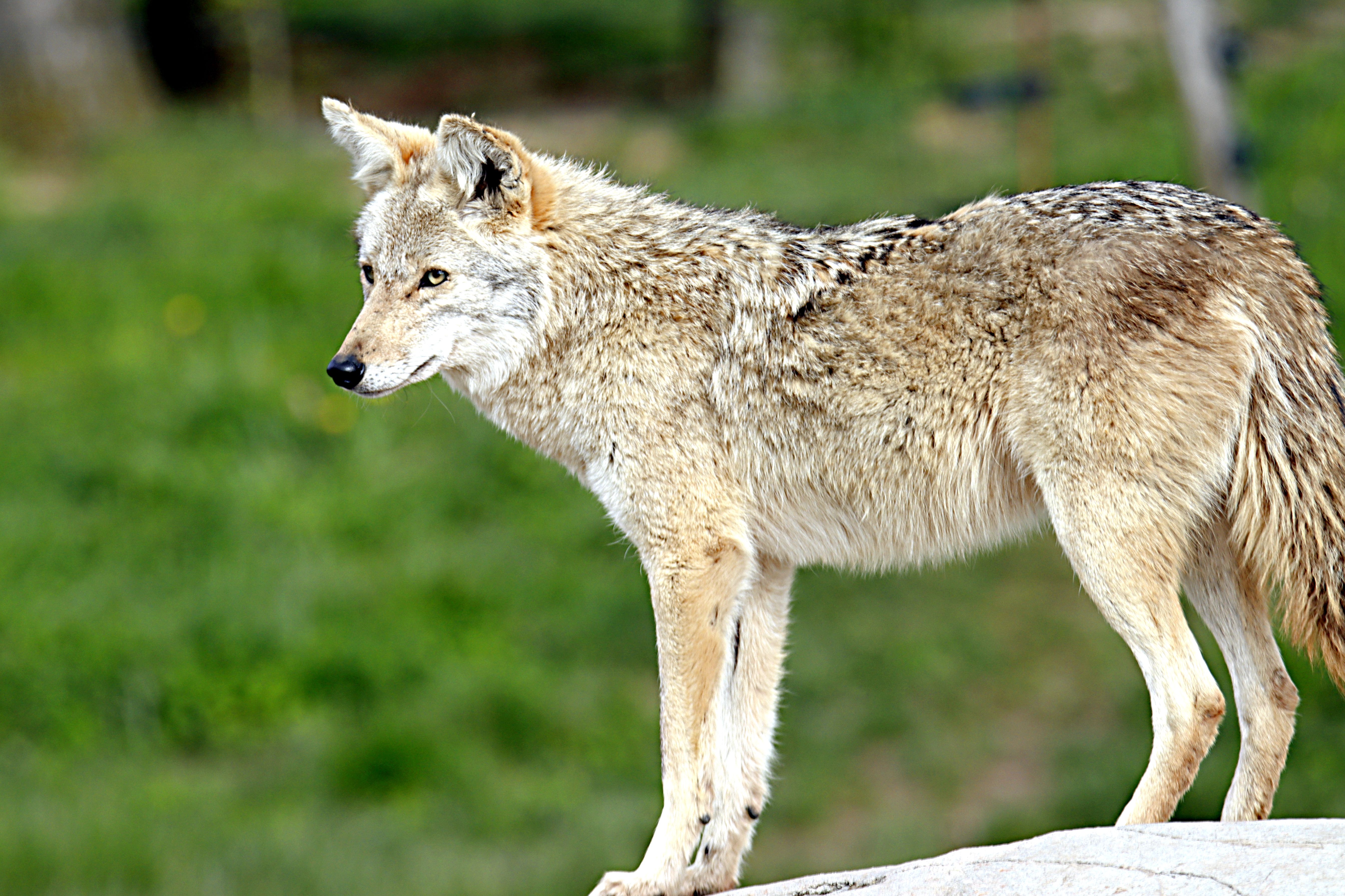 Wolves, Foxes, & Coyotes 31 Photos & Videos Collected by A B