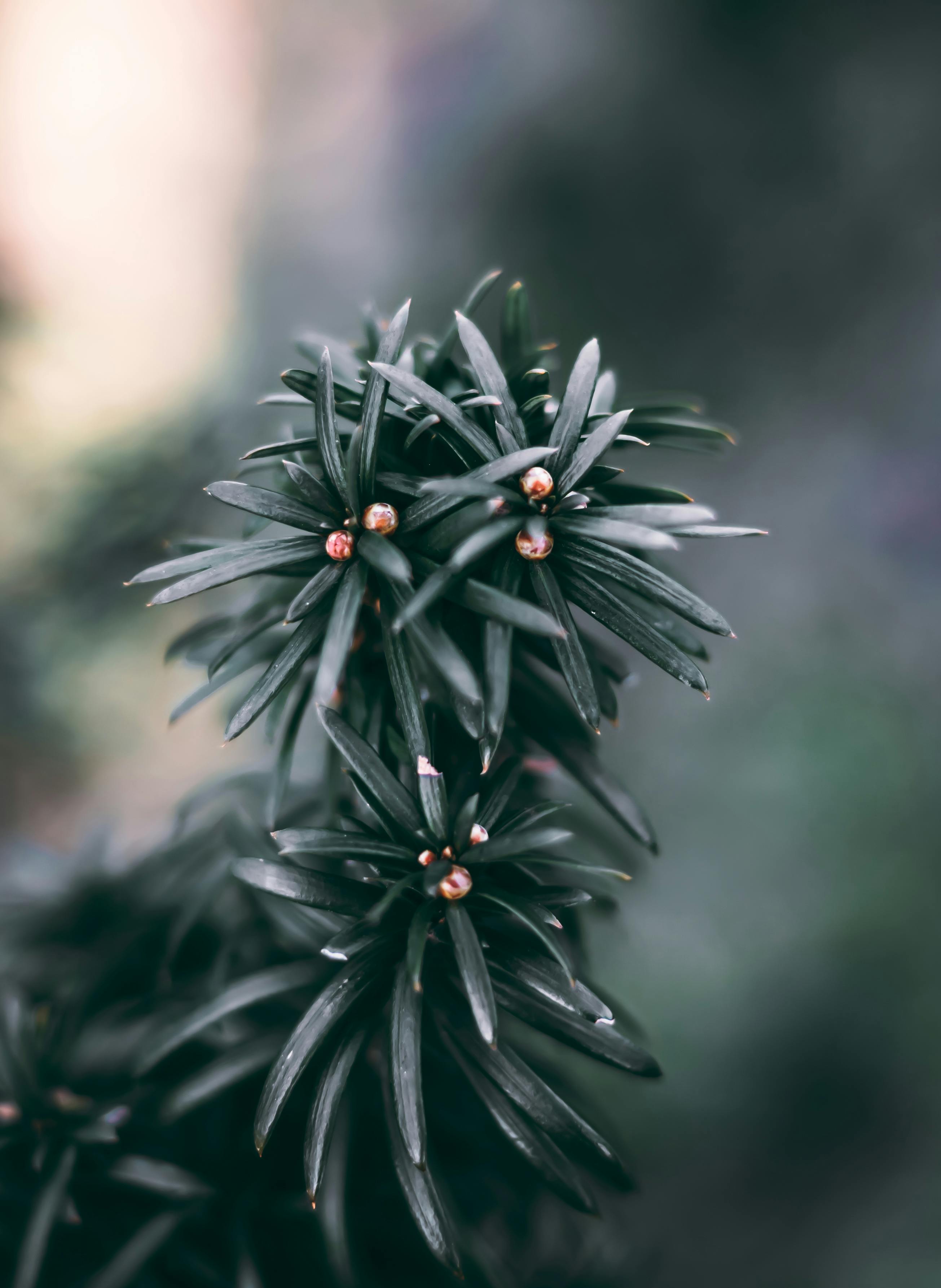 Cactus Flower Tree Photos, Download The BEST Free Cactus Flower Tree ...