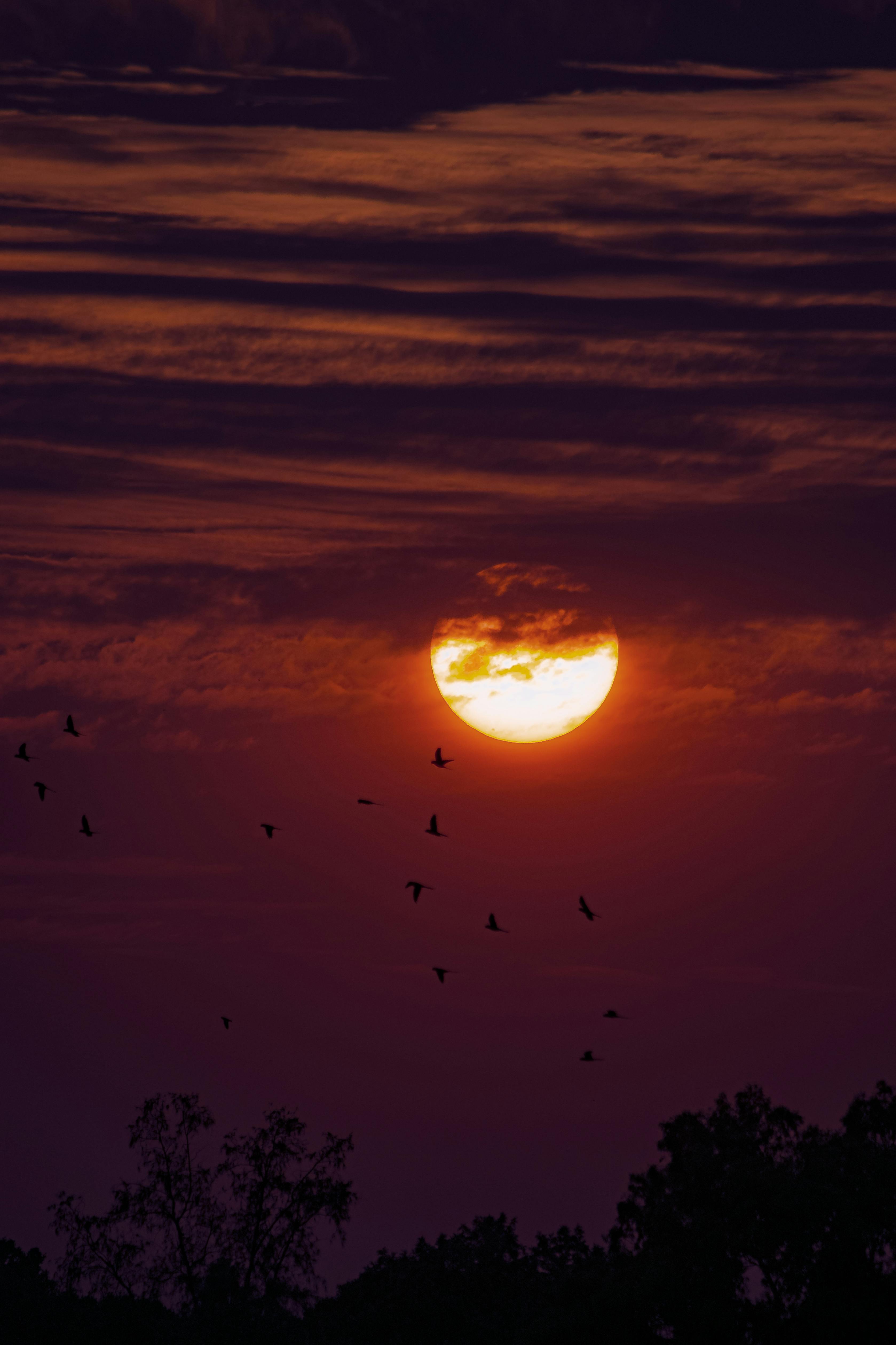Silhouette of Flying Birds under Moon Eclipse · Free Stock Photo