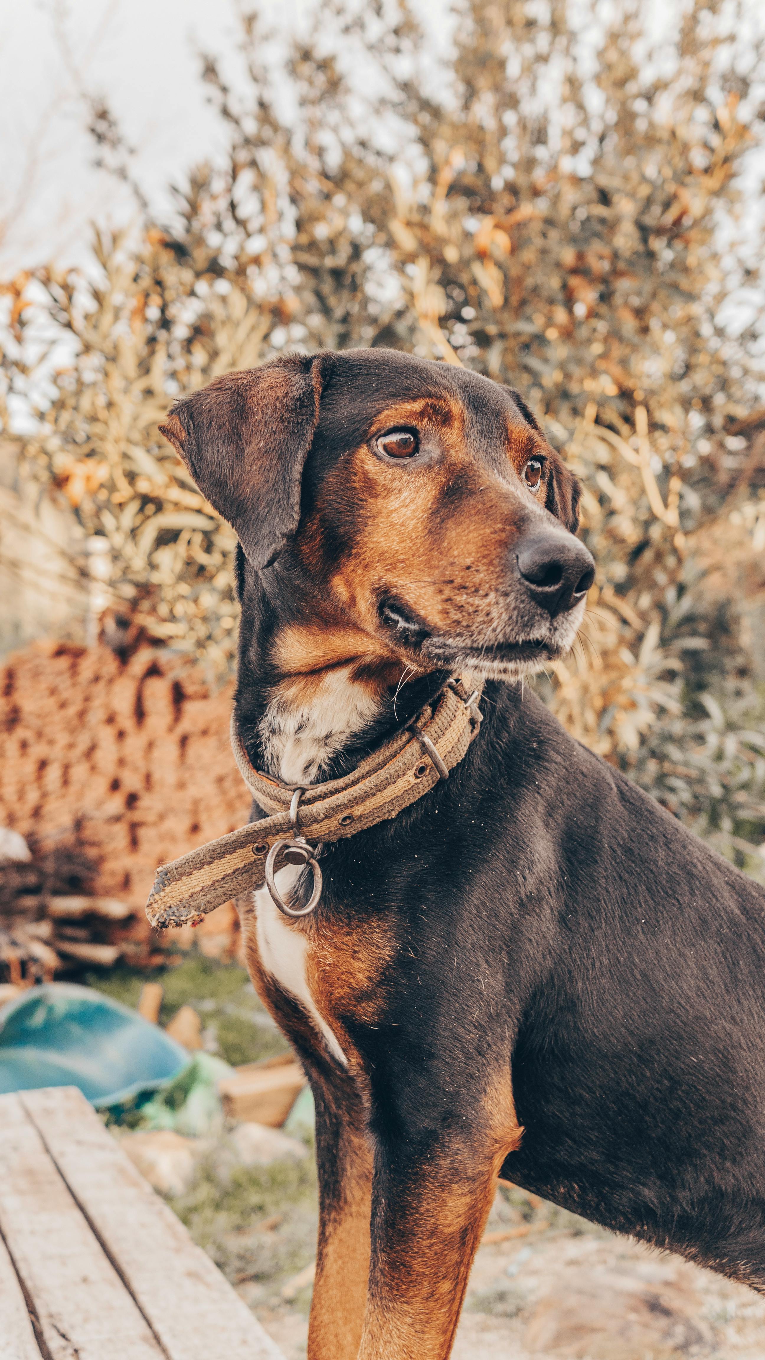 Pets$ Photos, Download The BEST Free Pets$ Stock Photos & HD Images