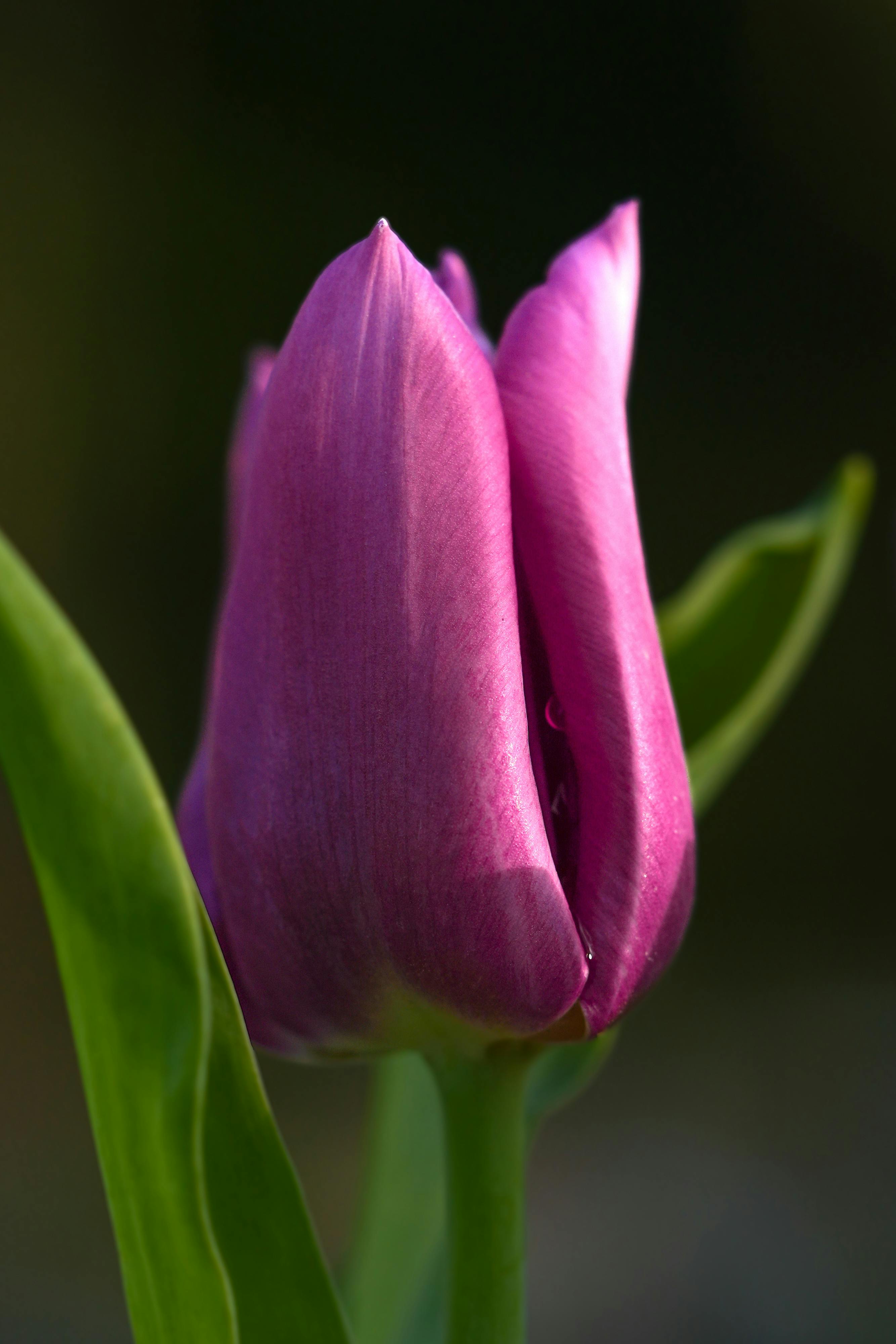 Tulpe Backrooms Photos, Download The BEST Free Tulpe Backrooms Stock ...