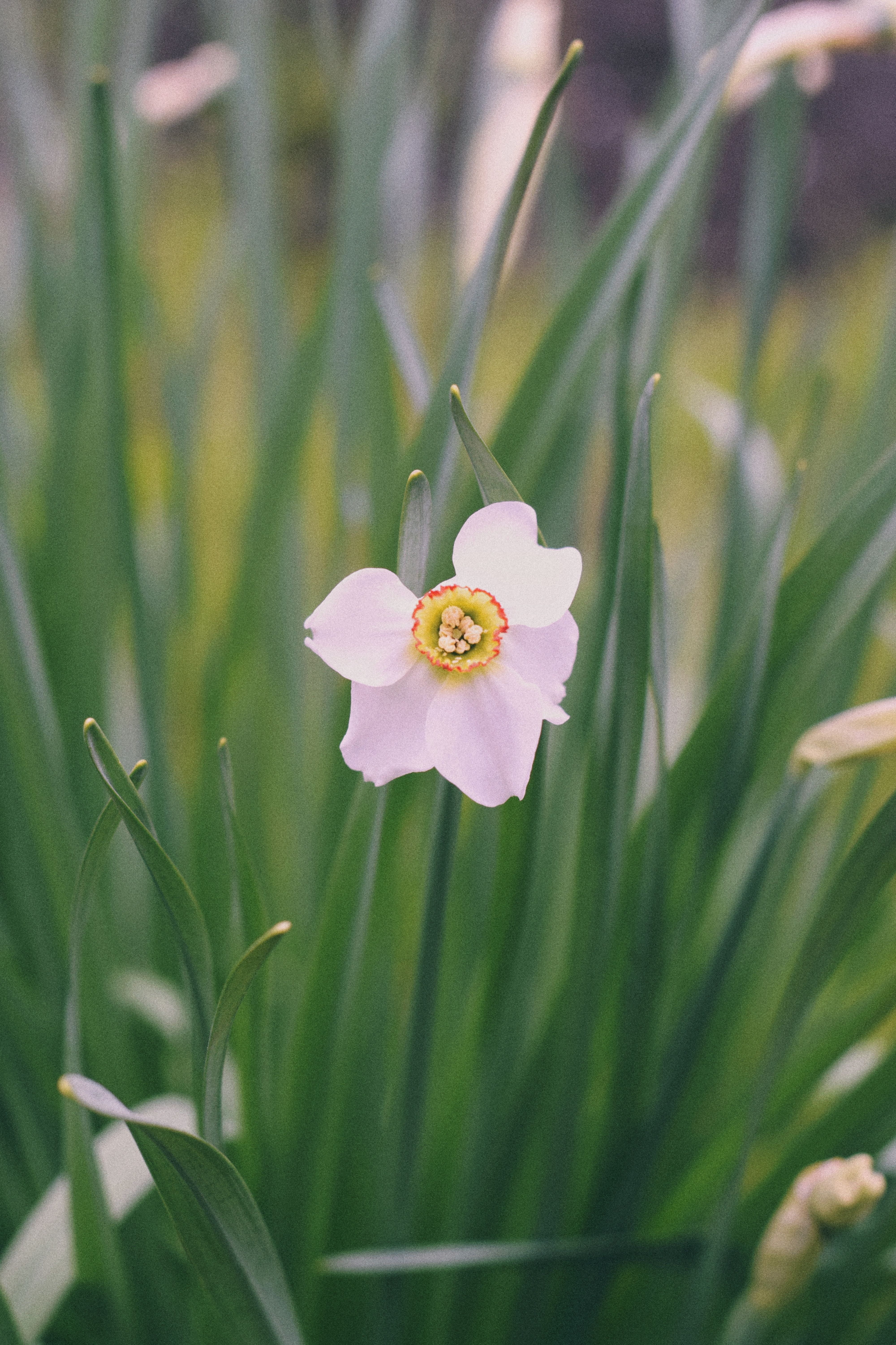 A Narcissus Flower in the Garden · Free Stock Photo