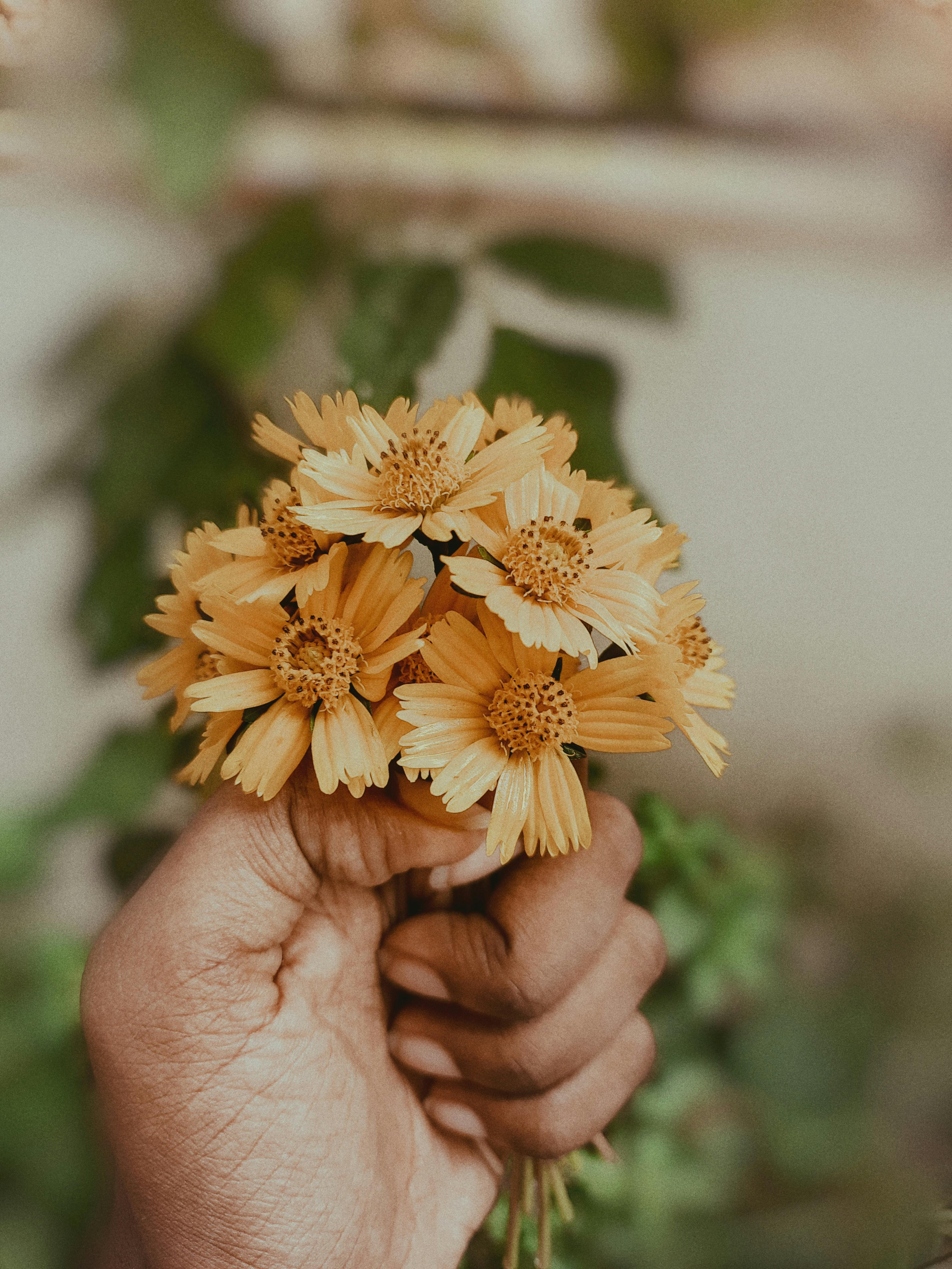 Photo of Person's Hand Holding Flowers · Free Stock Photo