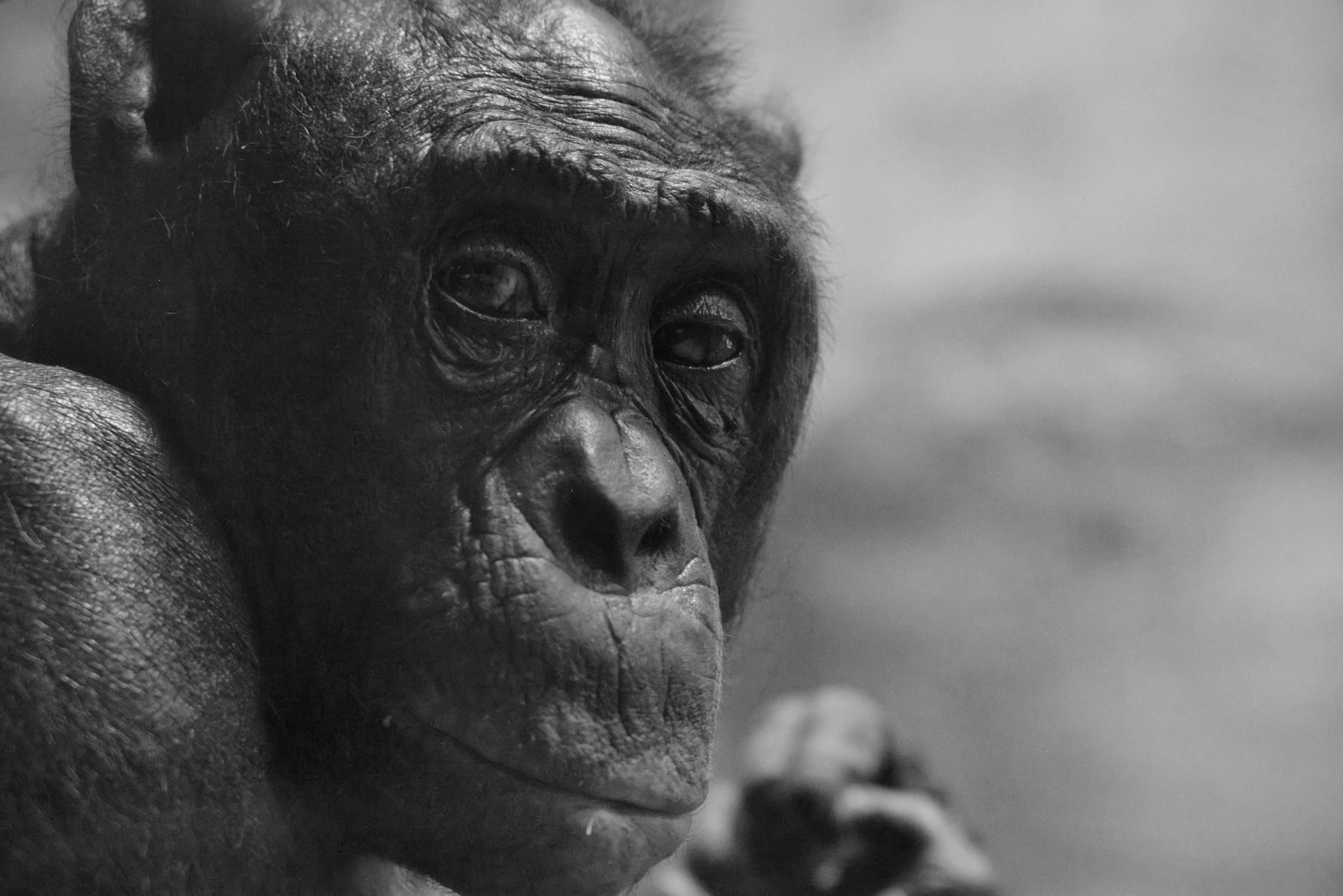 Monochrome Photography of a Chimpanzee · Free Stock Photo