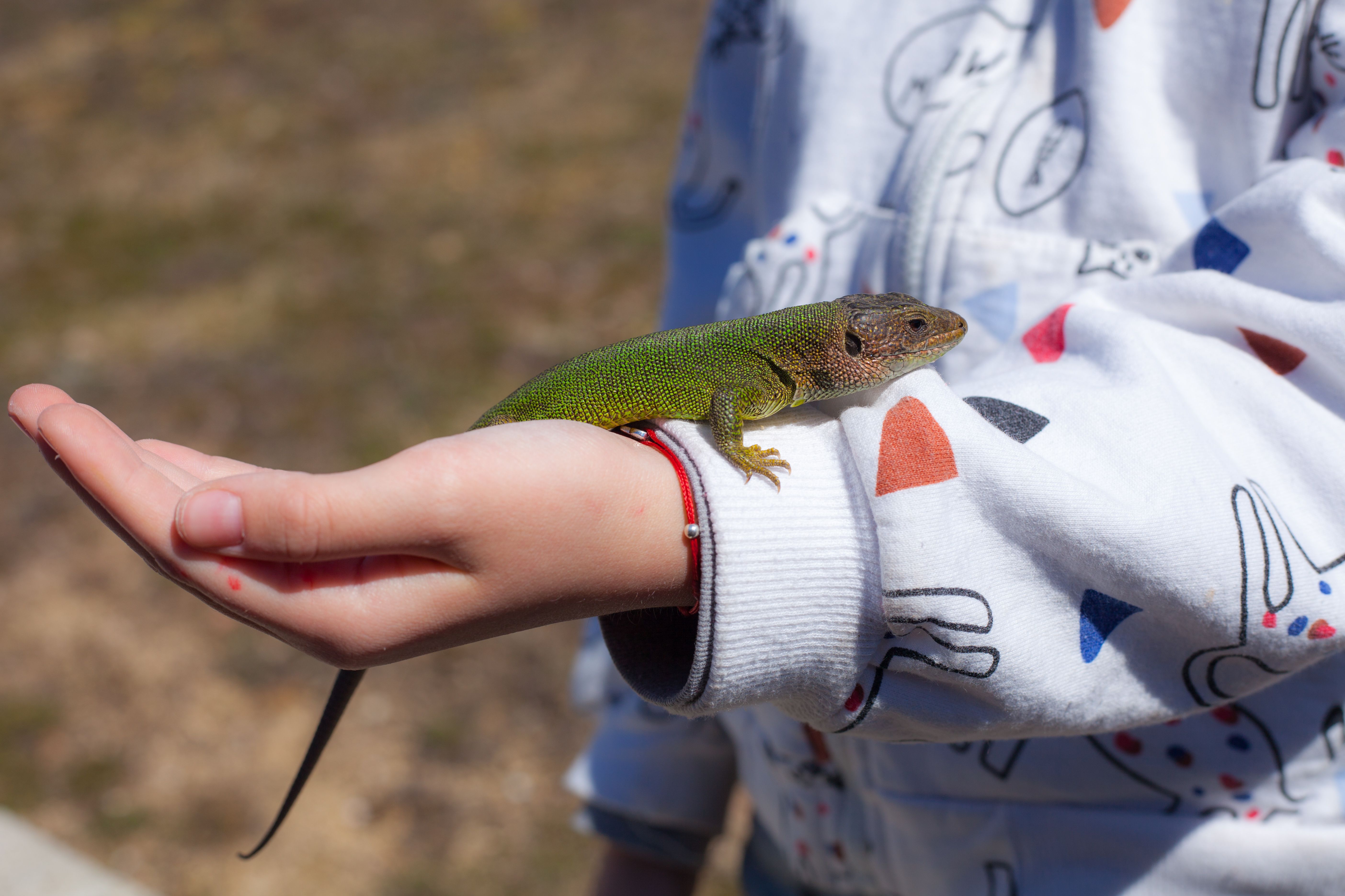 Lizard on Hand · Free Stock Photo
