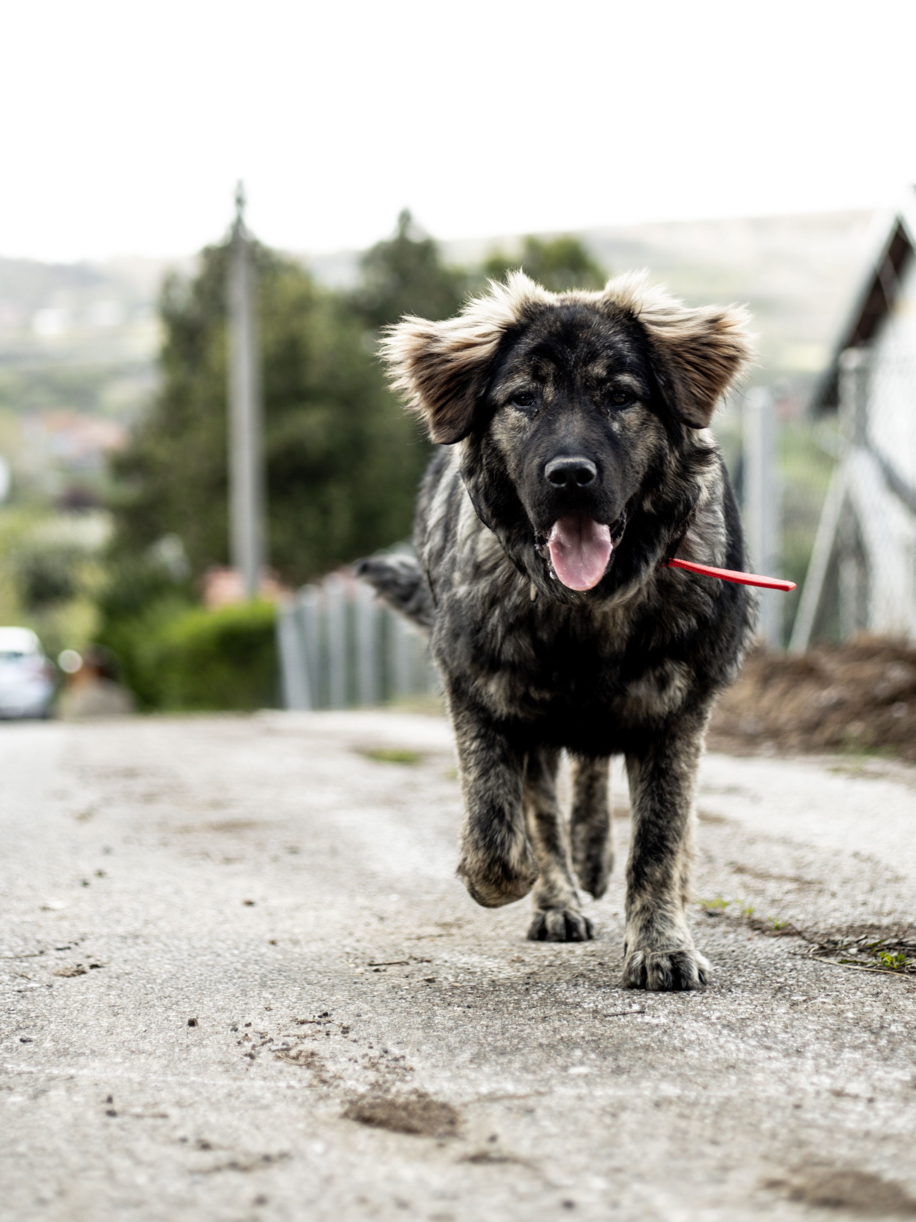 Close up of Dog on Road · Free Stock Photo