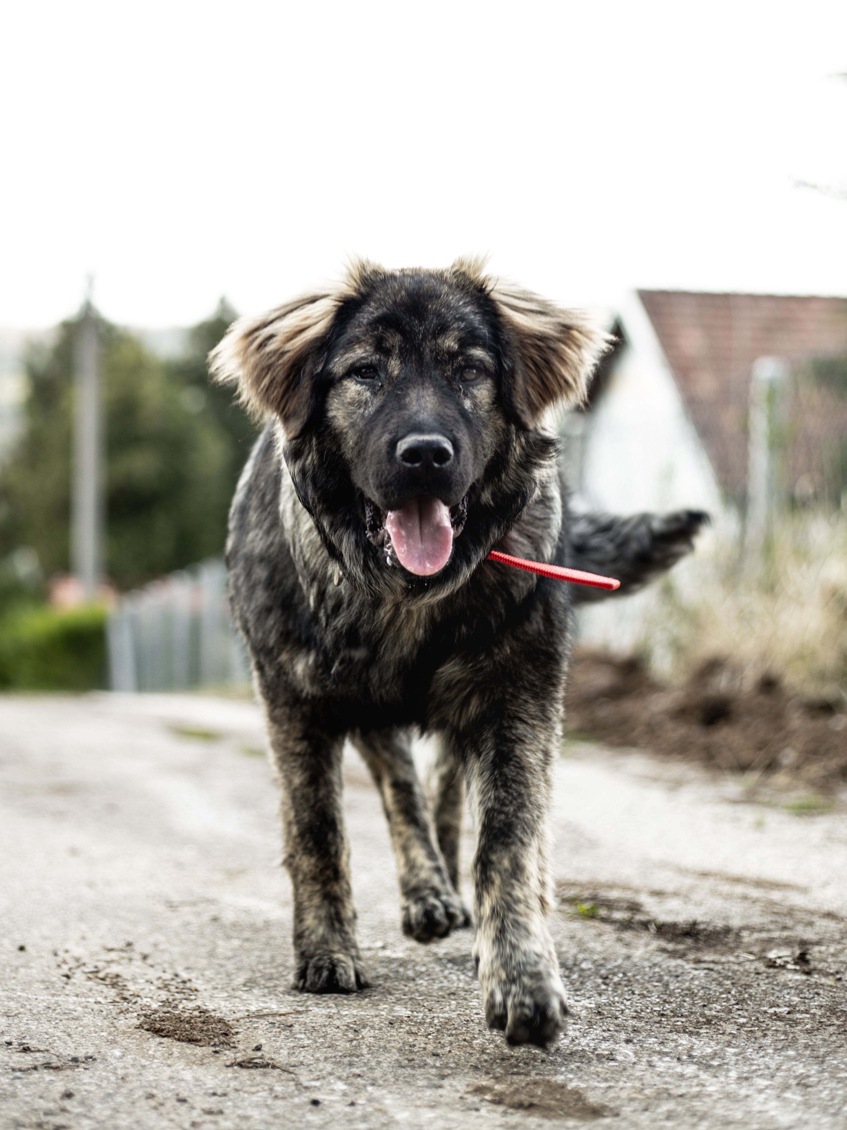 Pakistani Road Dog Photos, Download The BEST Free Pakistani Road Dog ...