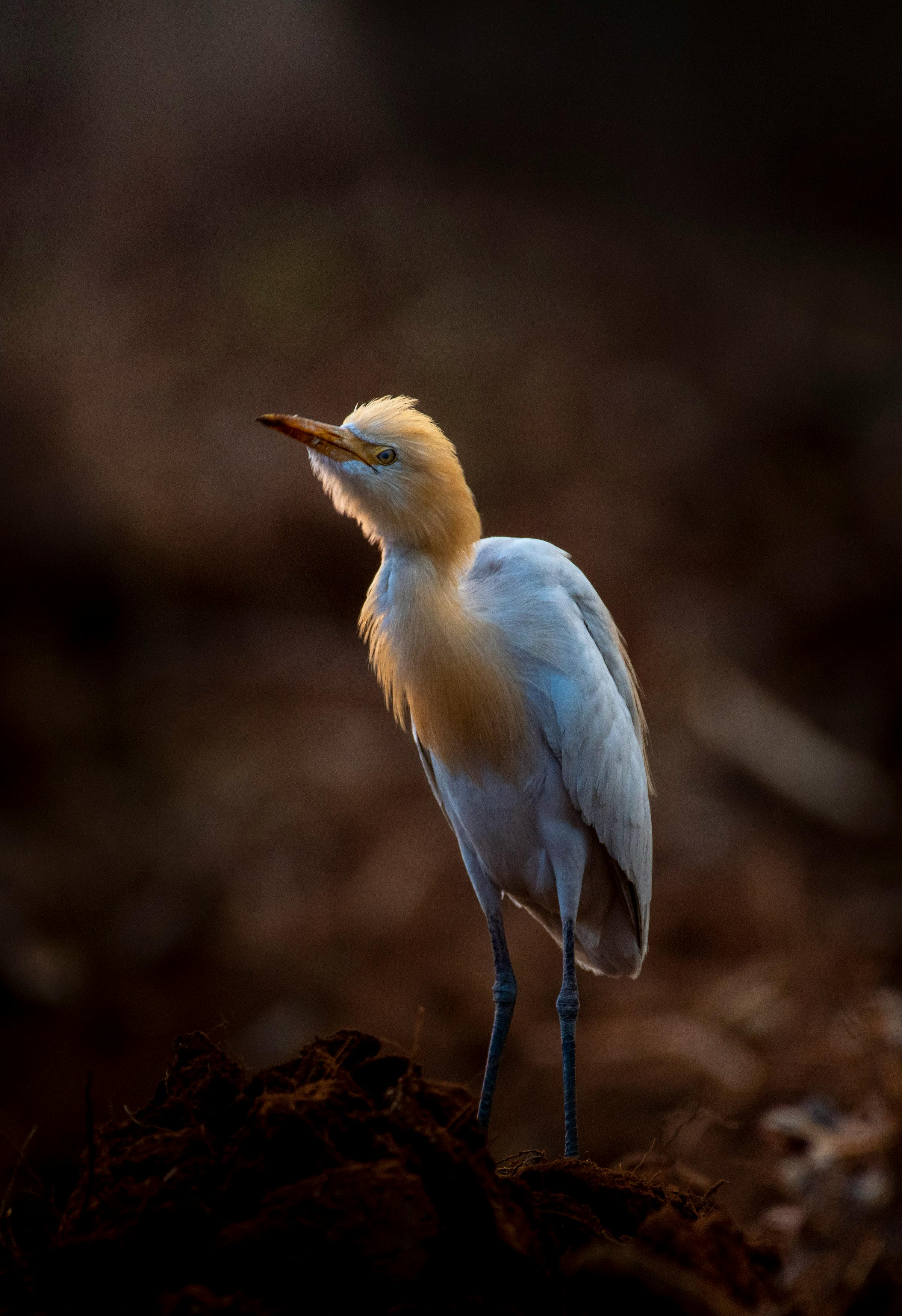 Small Heron Photos, Download The BEST Free Small Heron Stock Photos ...