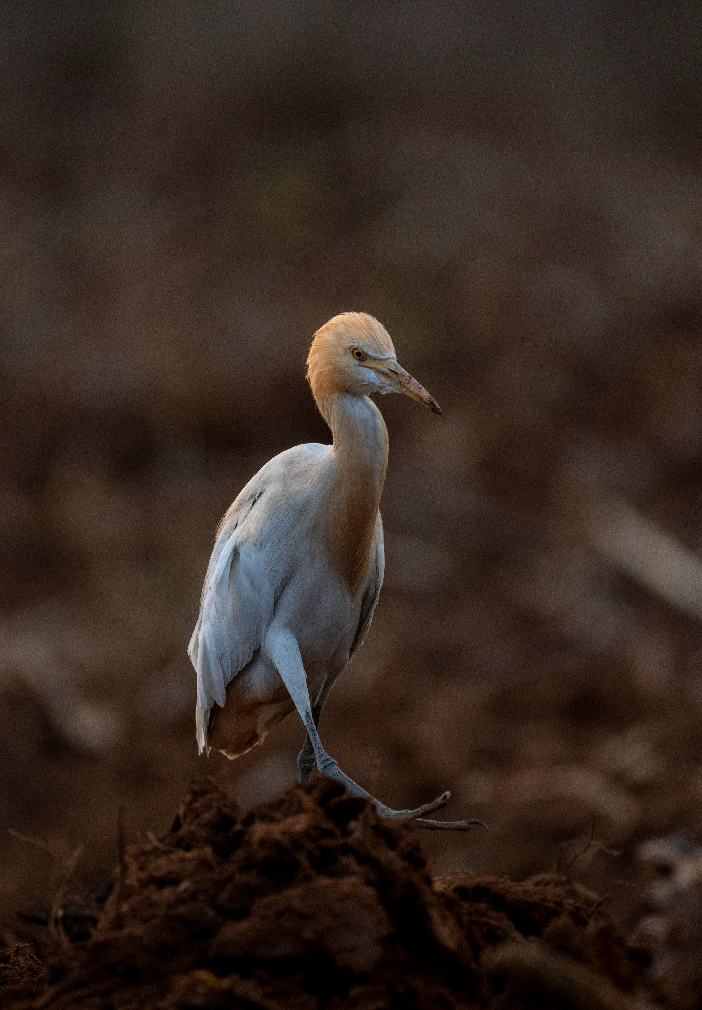 Eastern Cattle Egret in Close Up · Free Stock Photo