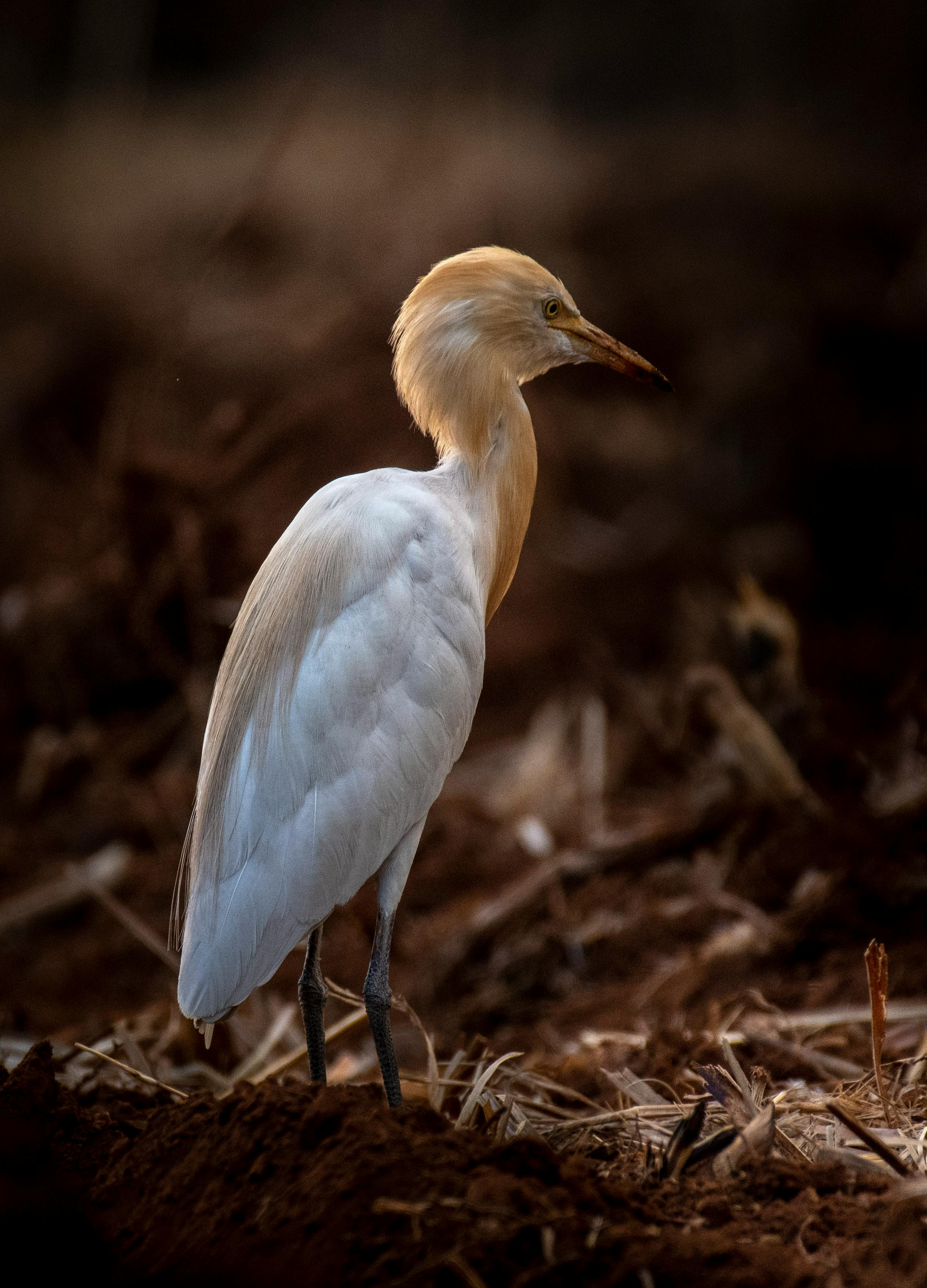 Eastern Cattle Egret in Close Up · Free Stock Photo