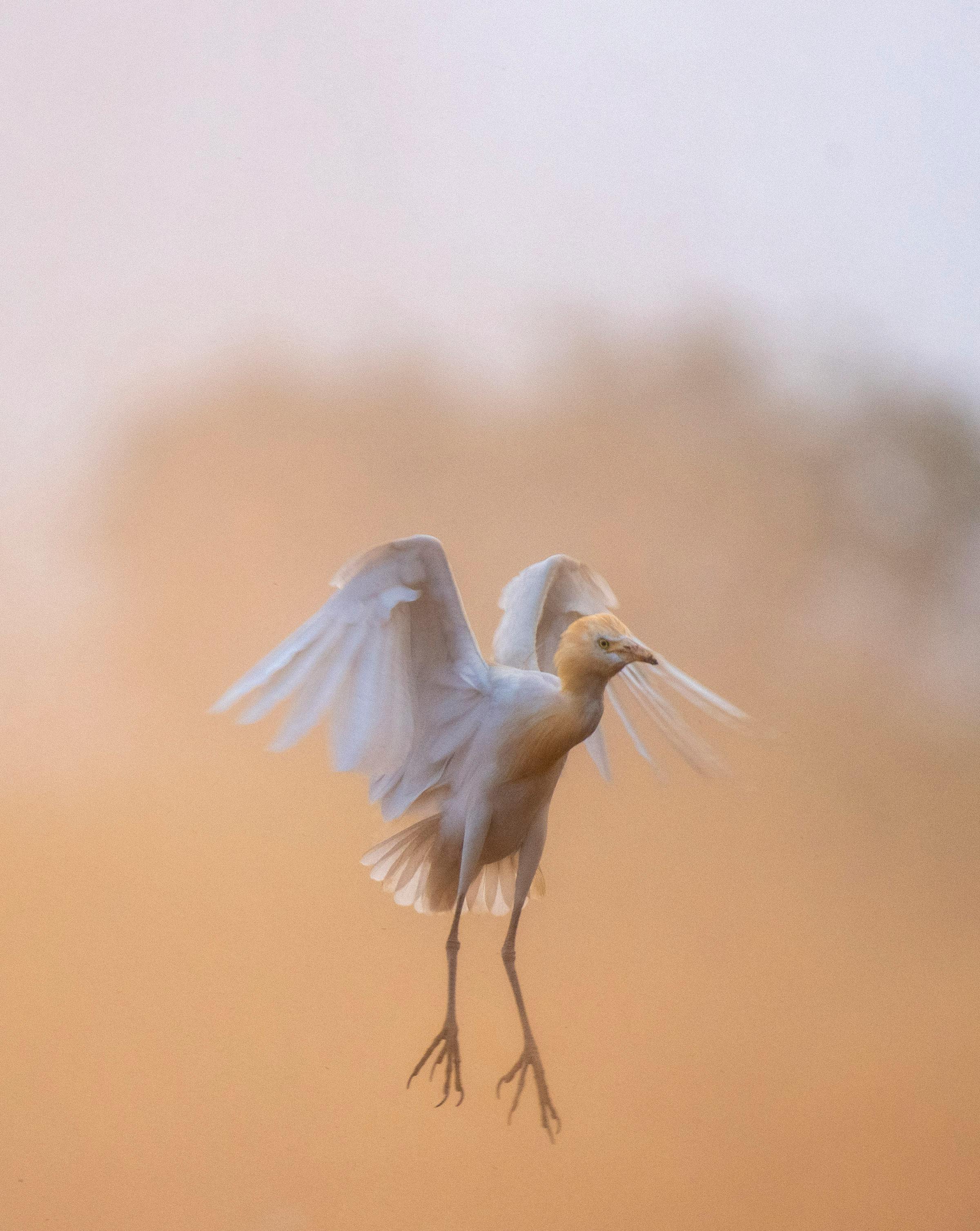 White Bird Flying Photos, Download The BEST Free White Bird Flying ...