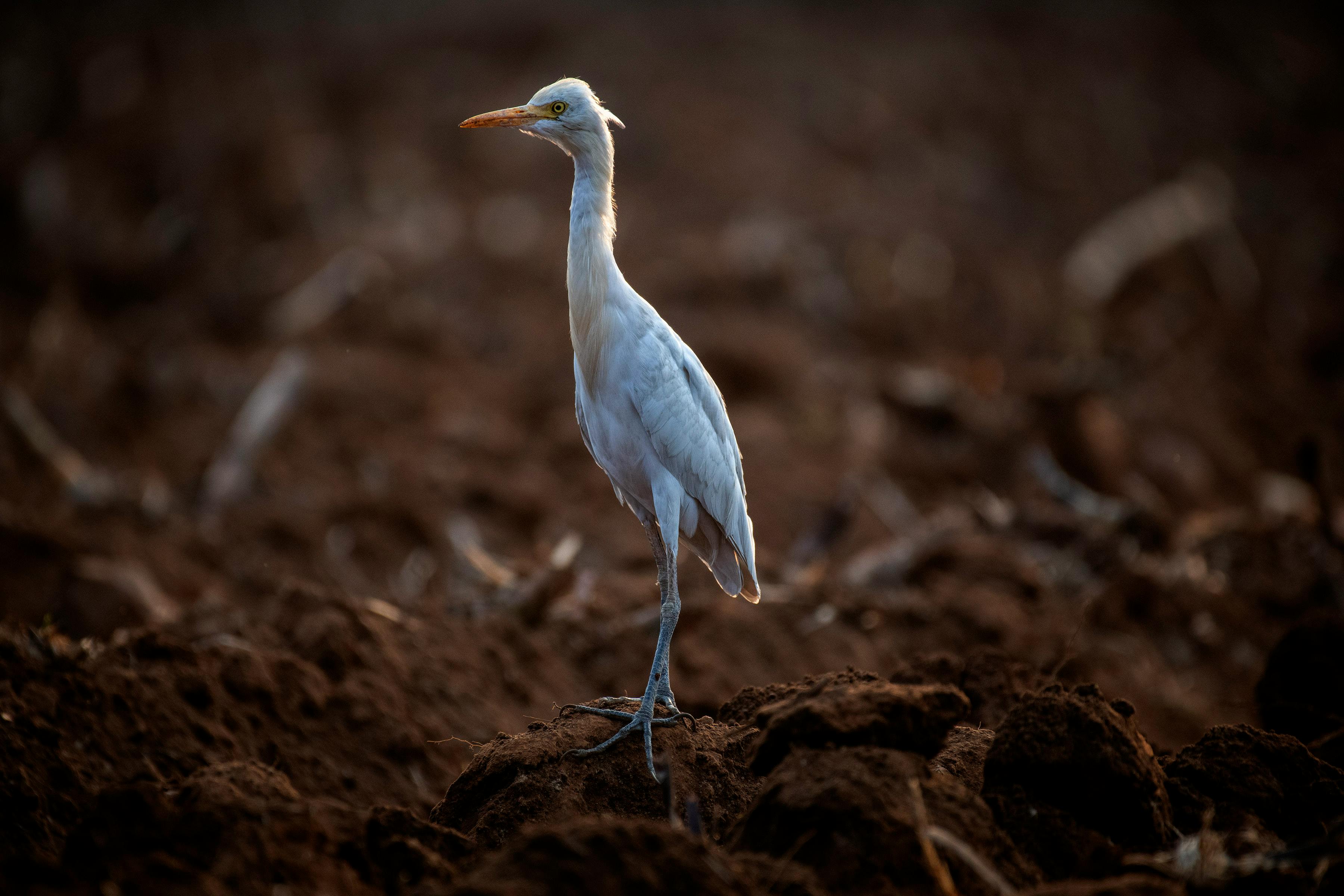 Small Heron Photos, Download The BEST Free Small Heron Stock Photos ...
