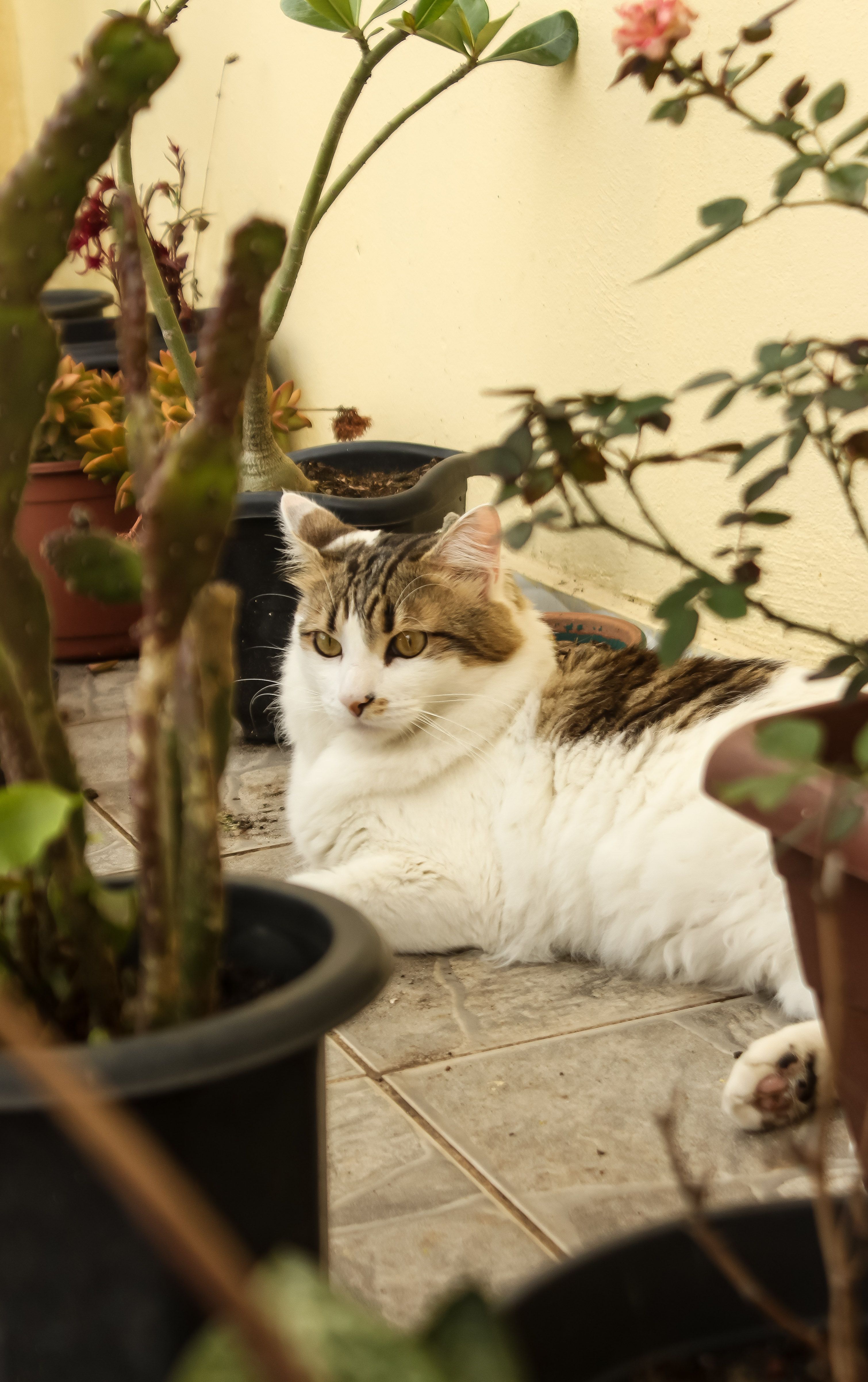 Cat Lying Down among Plants · Free Stock Photo