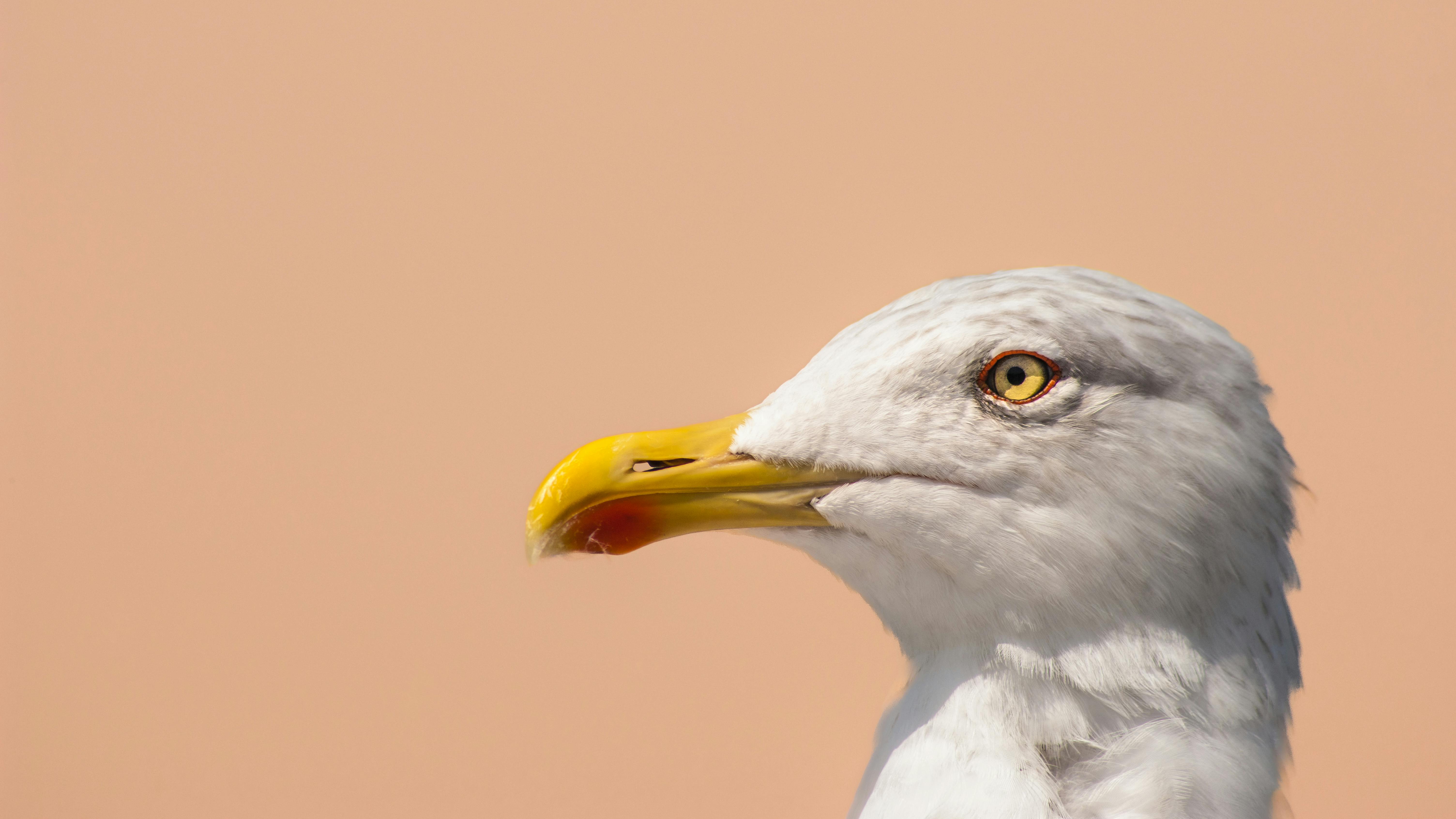 Portrait of Seagull · Free Stock Photo