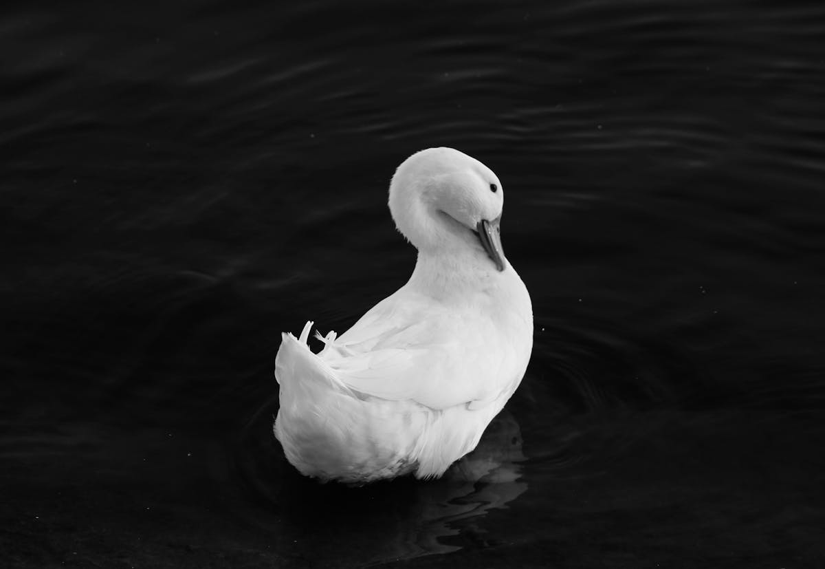 Swan Wallpaper Photos, Download The BEST Free Swan Wallpaper Stock ...