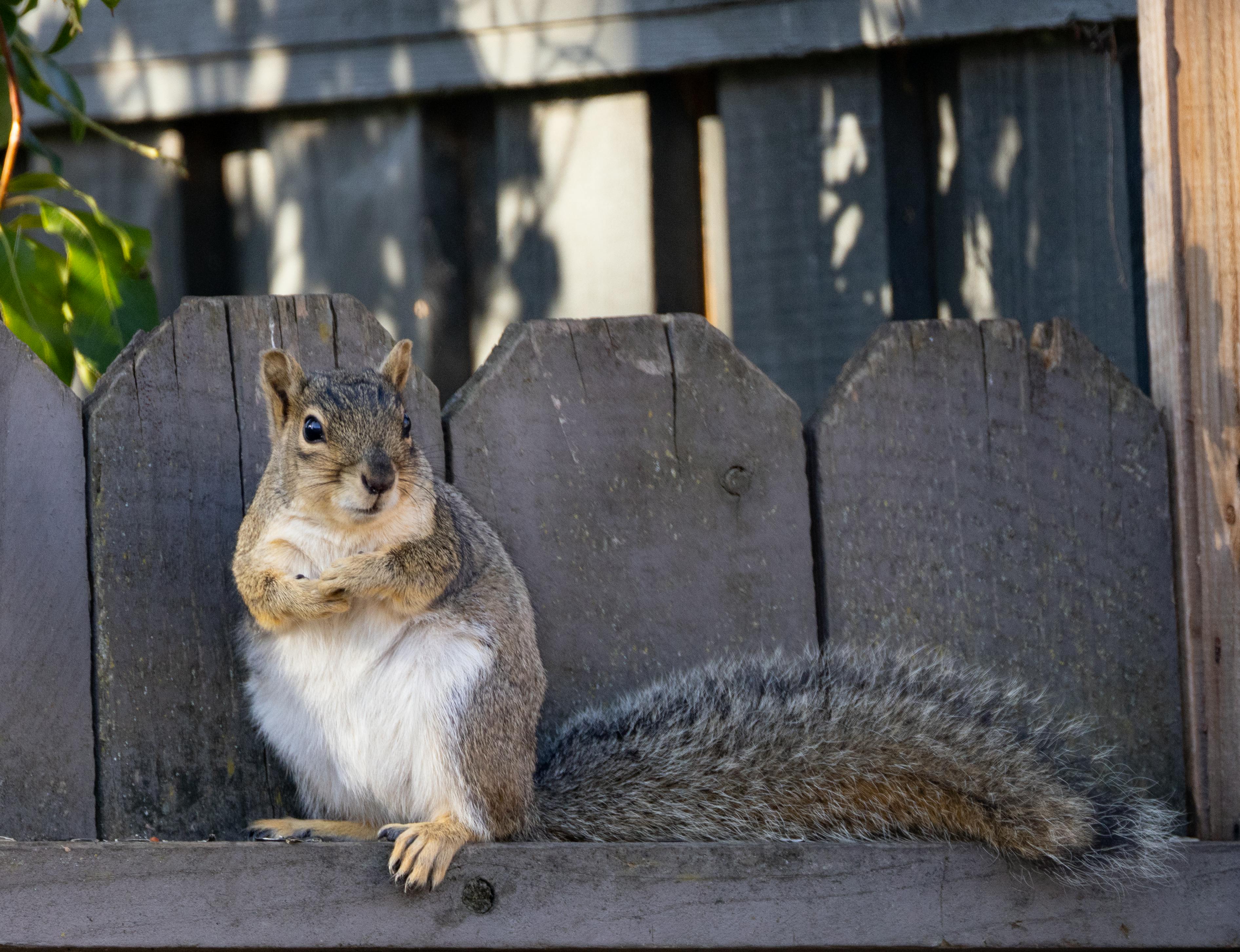 Squirrel on Fence · Free Stock Photo