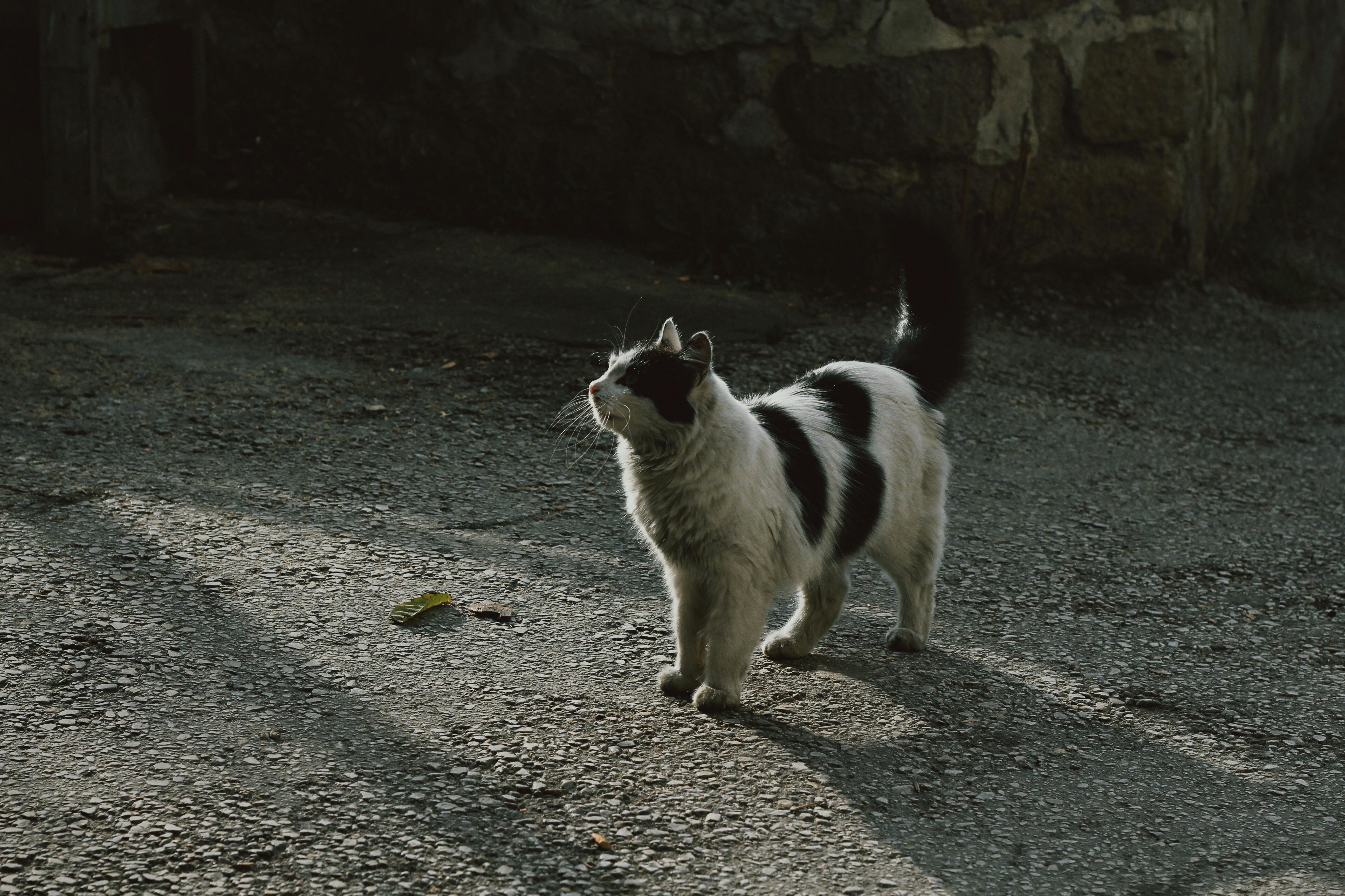 Cat Pic Photos, Download The BEST Free Cat Pic Stock Photos & HD Images