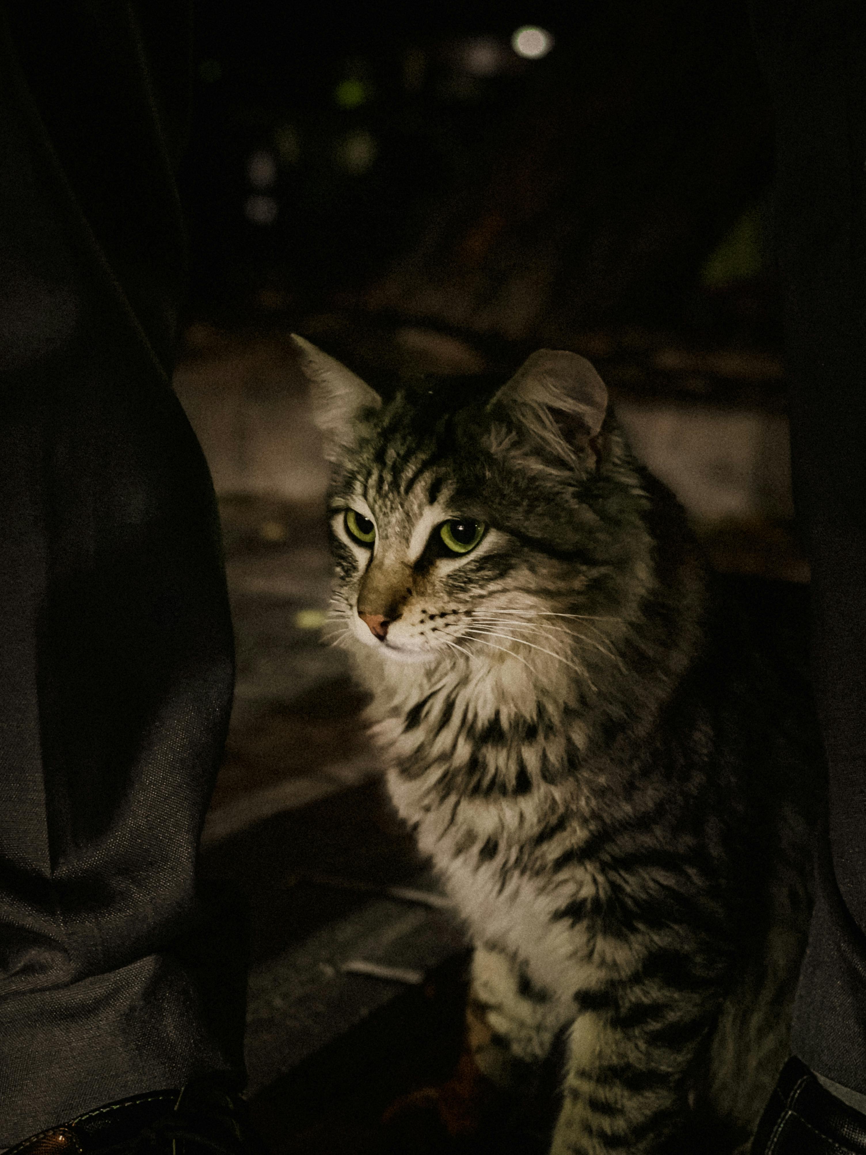 Dark Photo of an Adorable Cat · Free Stock Photo