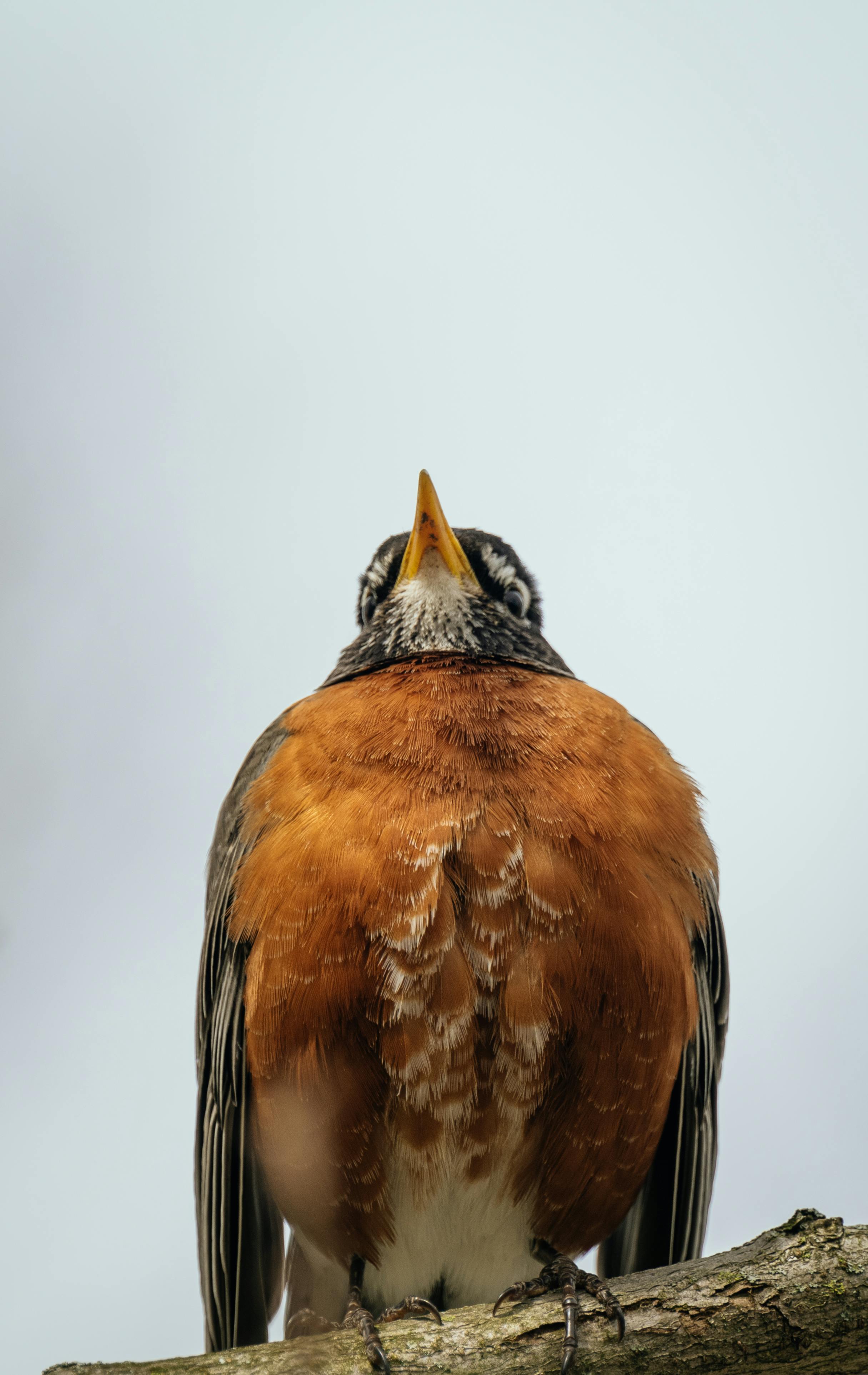 American Robin on Ground · Free Stock Photo