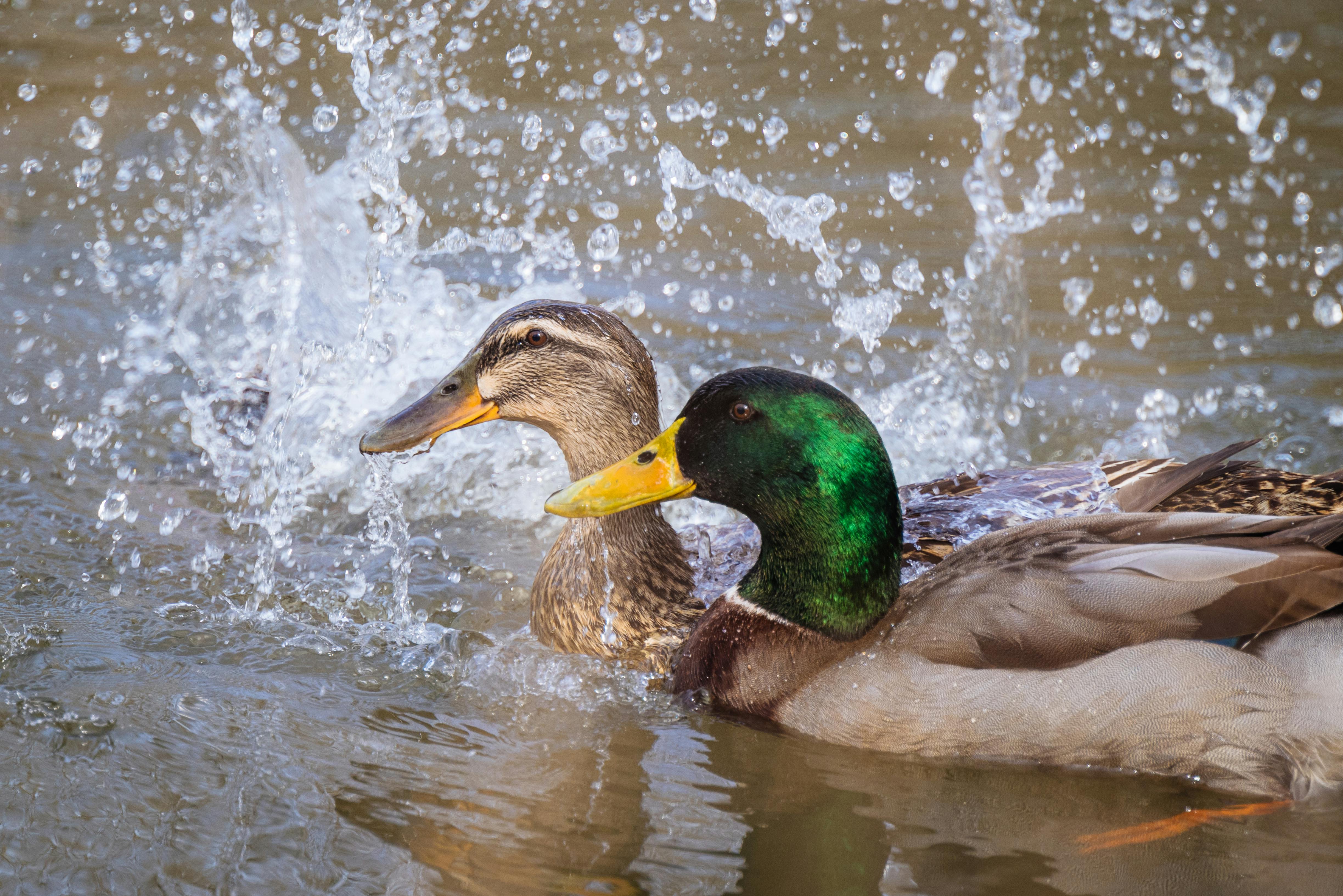 Close up of Duck Splashing Water · Free Stock Photo