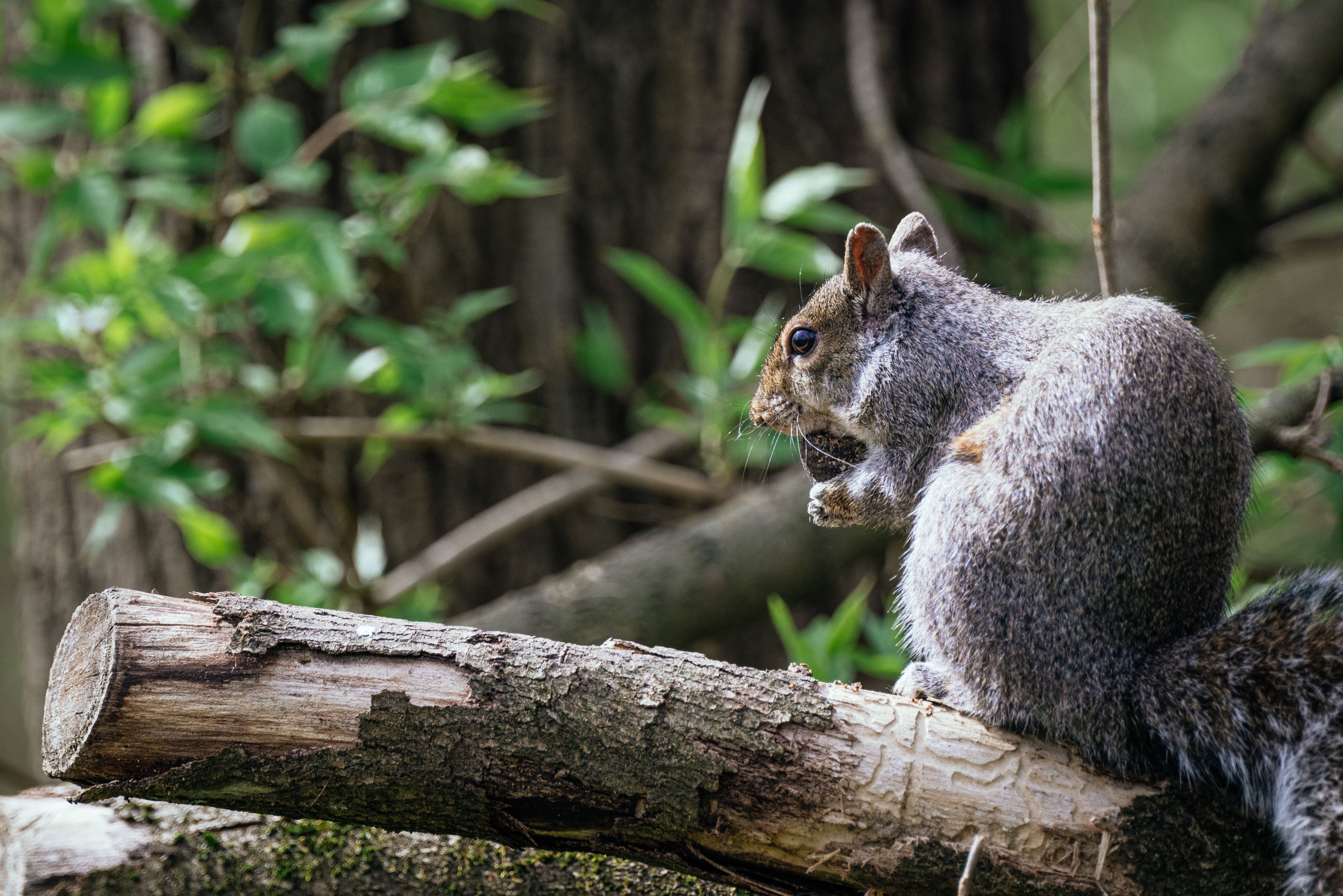 A Red Squirrel Gnawing a Conifer Cone · Free Stock Photo