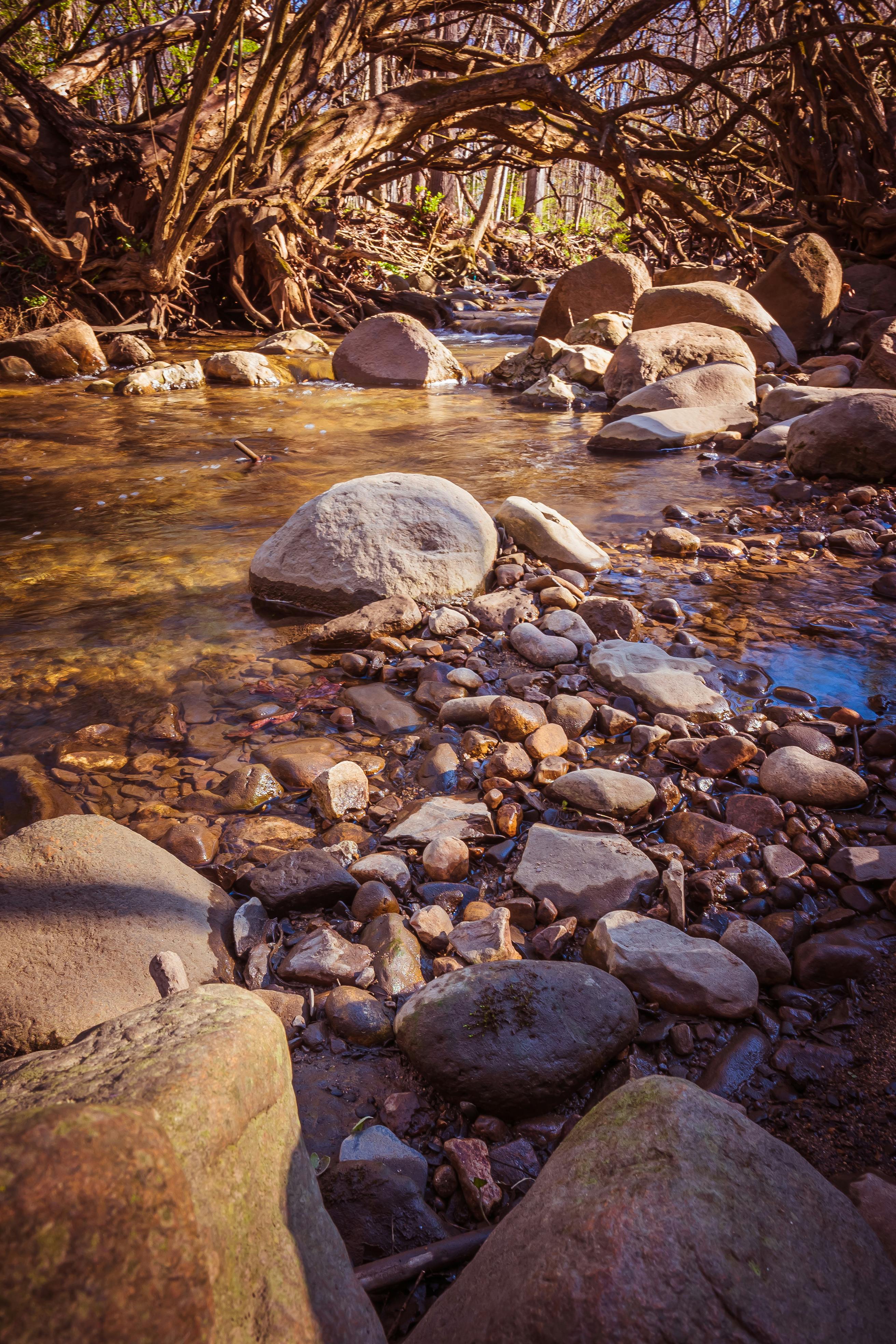 A Rocky Stream in the Forest · Free Stock Photo