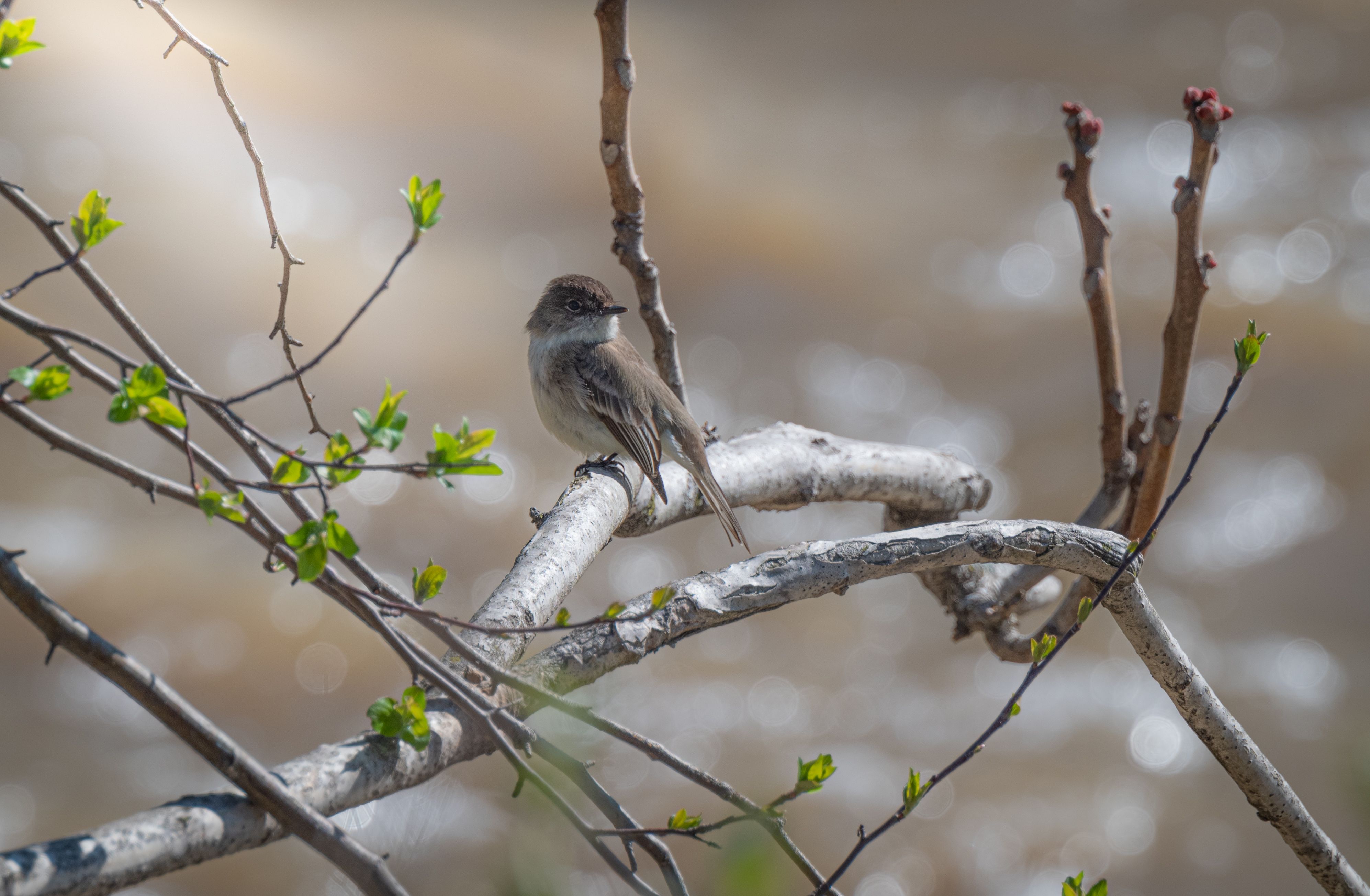Passerine Bird on Branches · Free Stock Photo