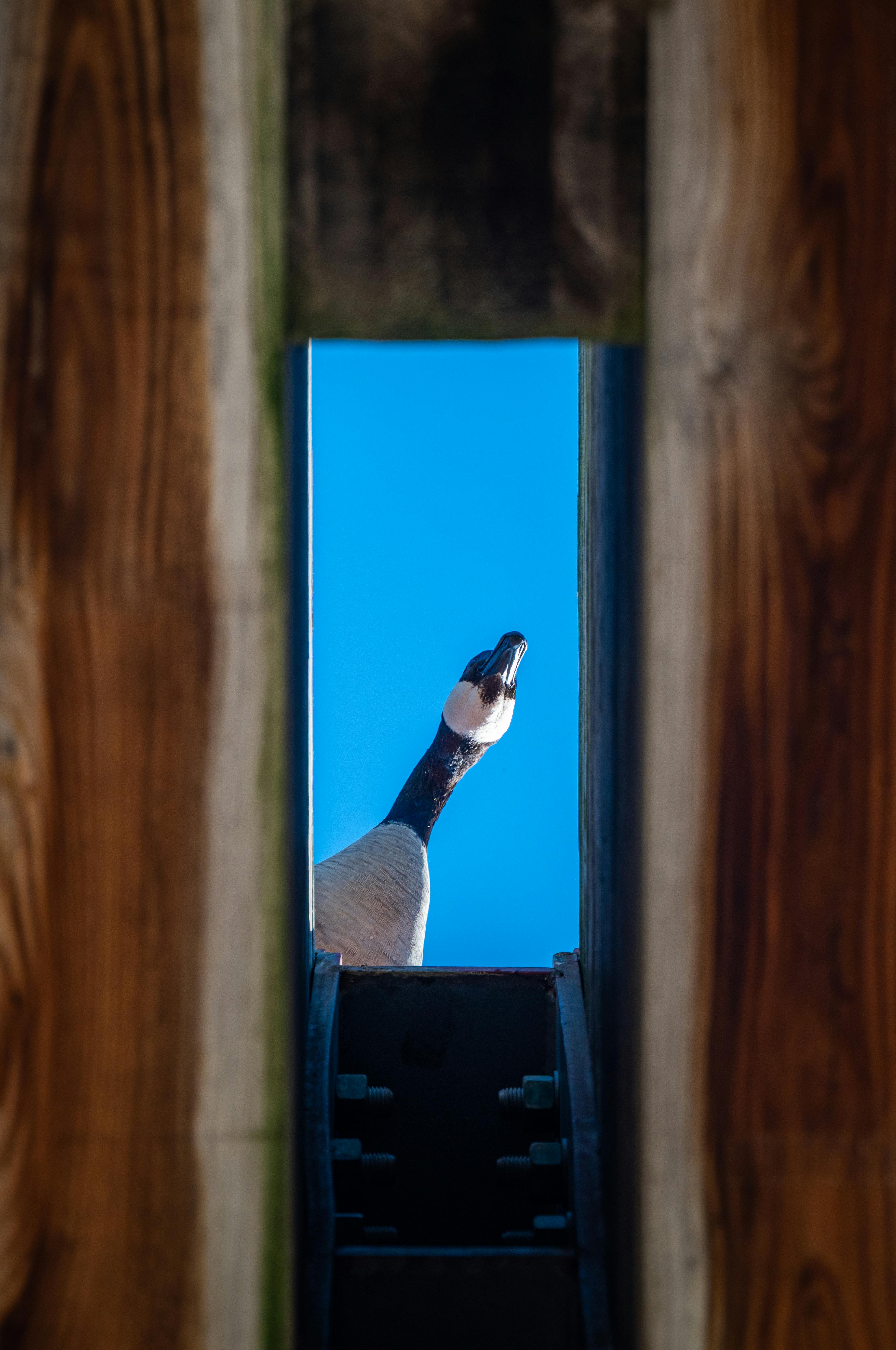 Goose Flesh Photos, Download The BEST Free Goose Flesh Stock Photos ...