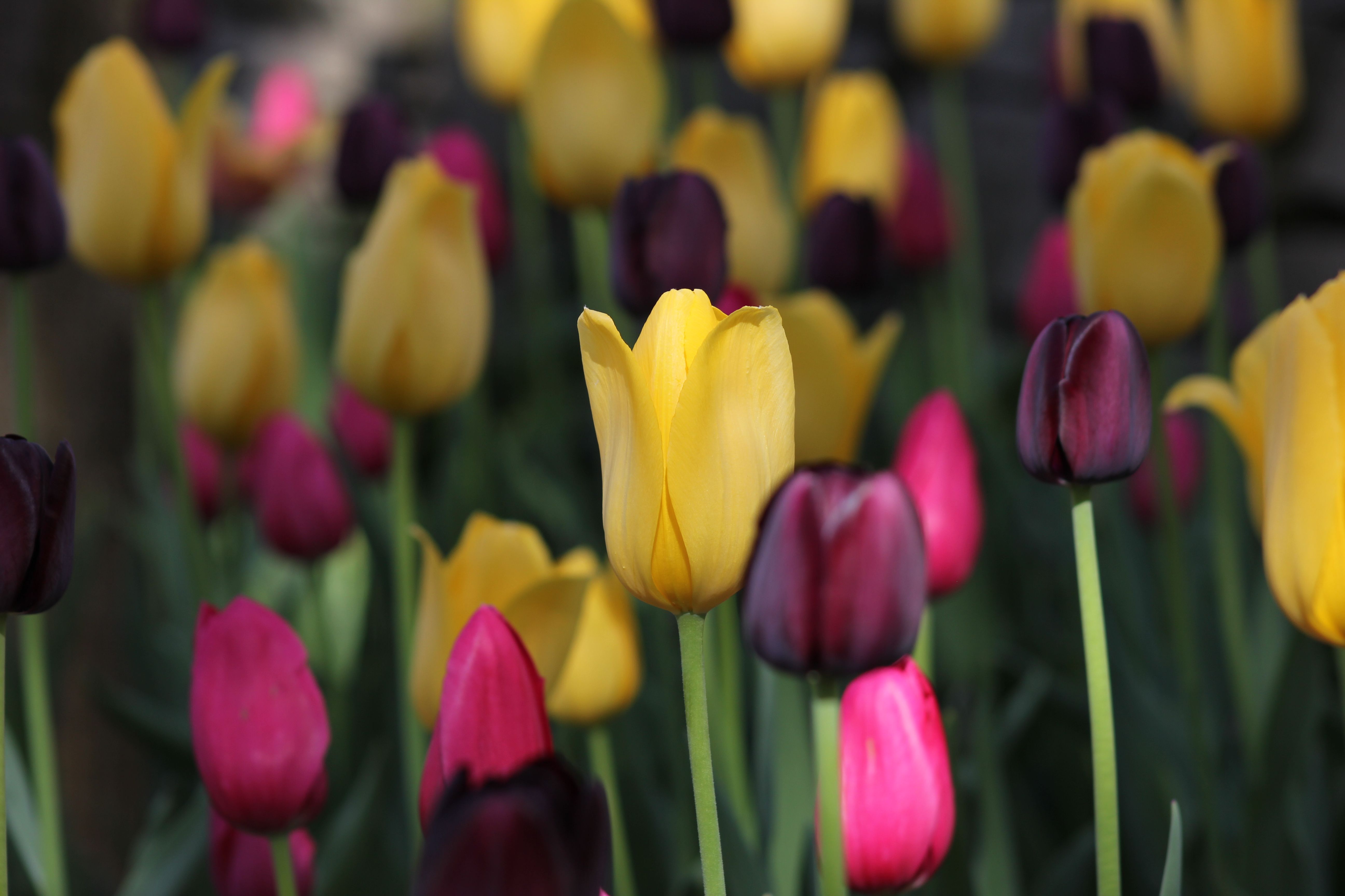 Close up of Colorful Tulips · Free Stock Photo