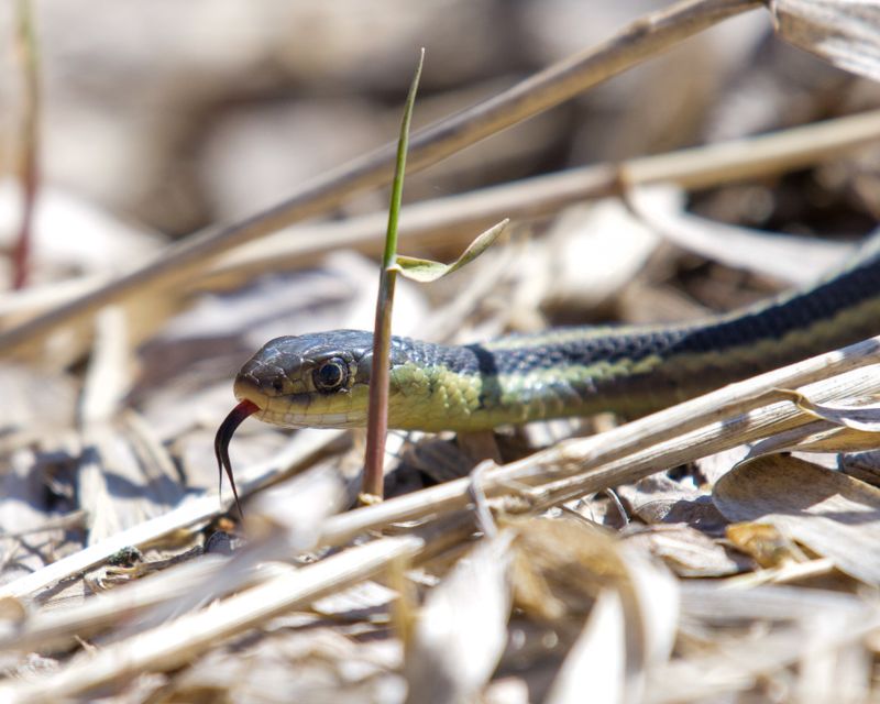 Eastern Hognose Snake Venomous: Facts and Safety Precautions