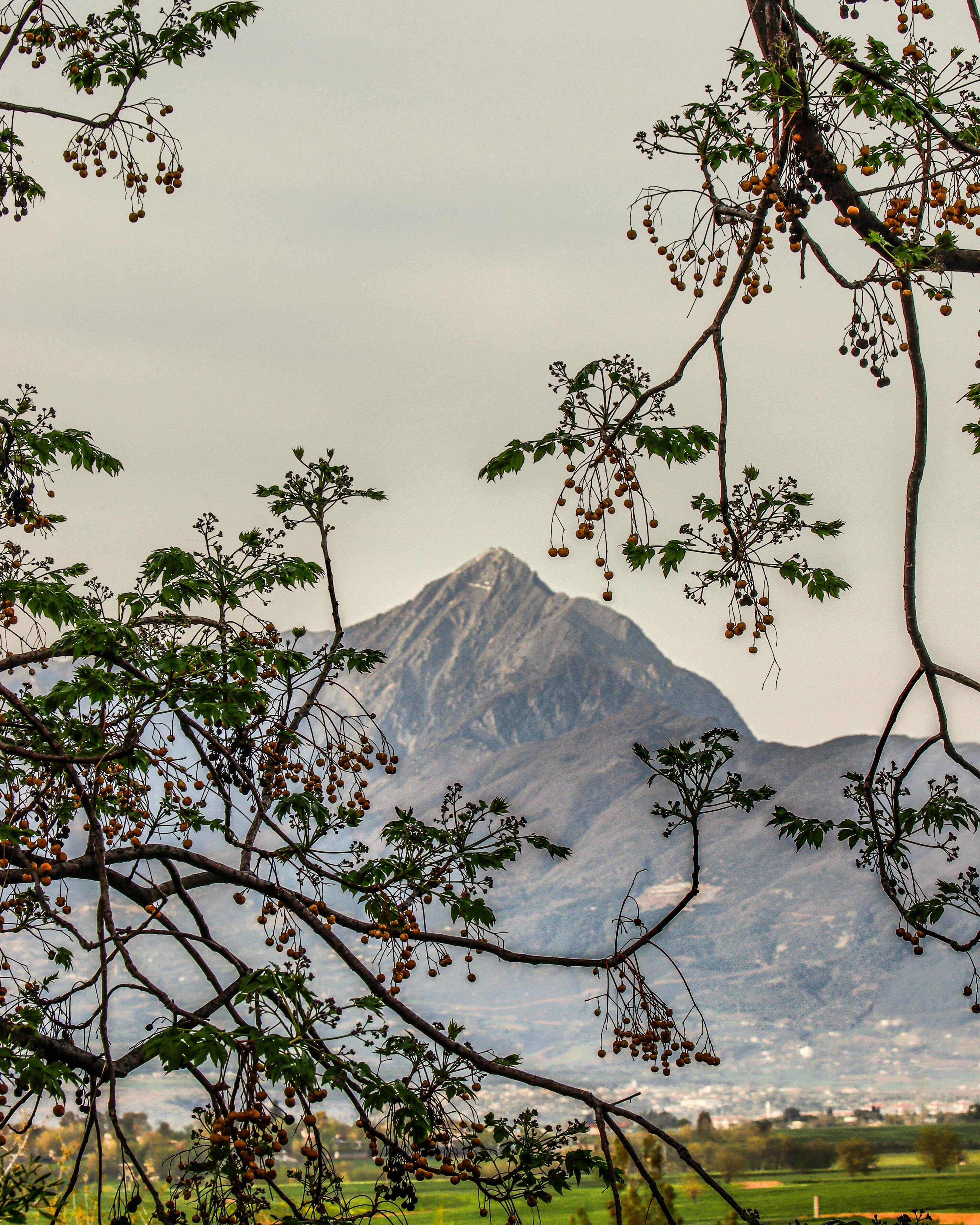 Peak Fruit Photos, Download The BEST Free Peak Fruit Stock Photos & HD ...