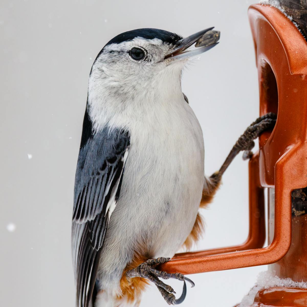 Close Up Animals Photos, Download The BEST Free Close Up Animals Stock ...