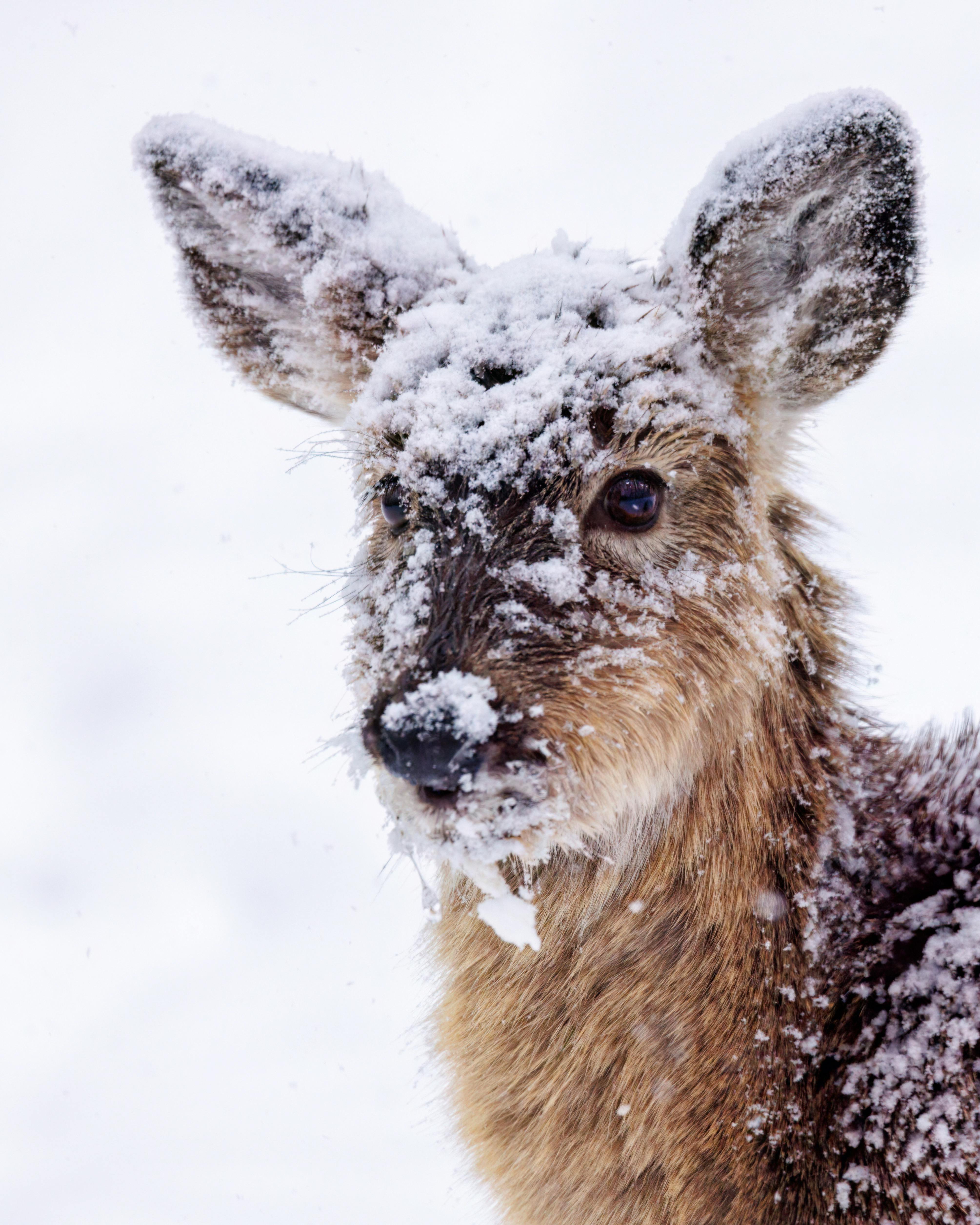 Deer Head in Snow · Free Stock Photo