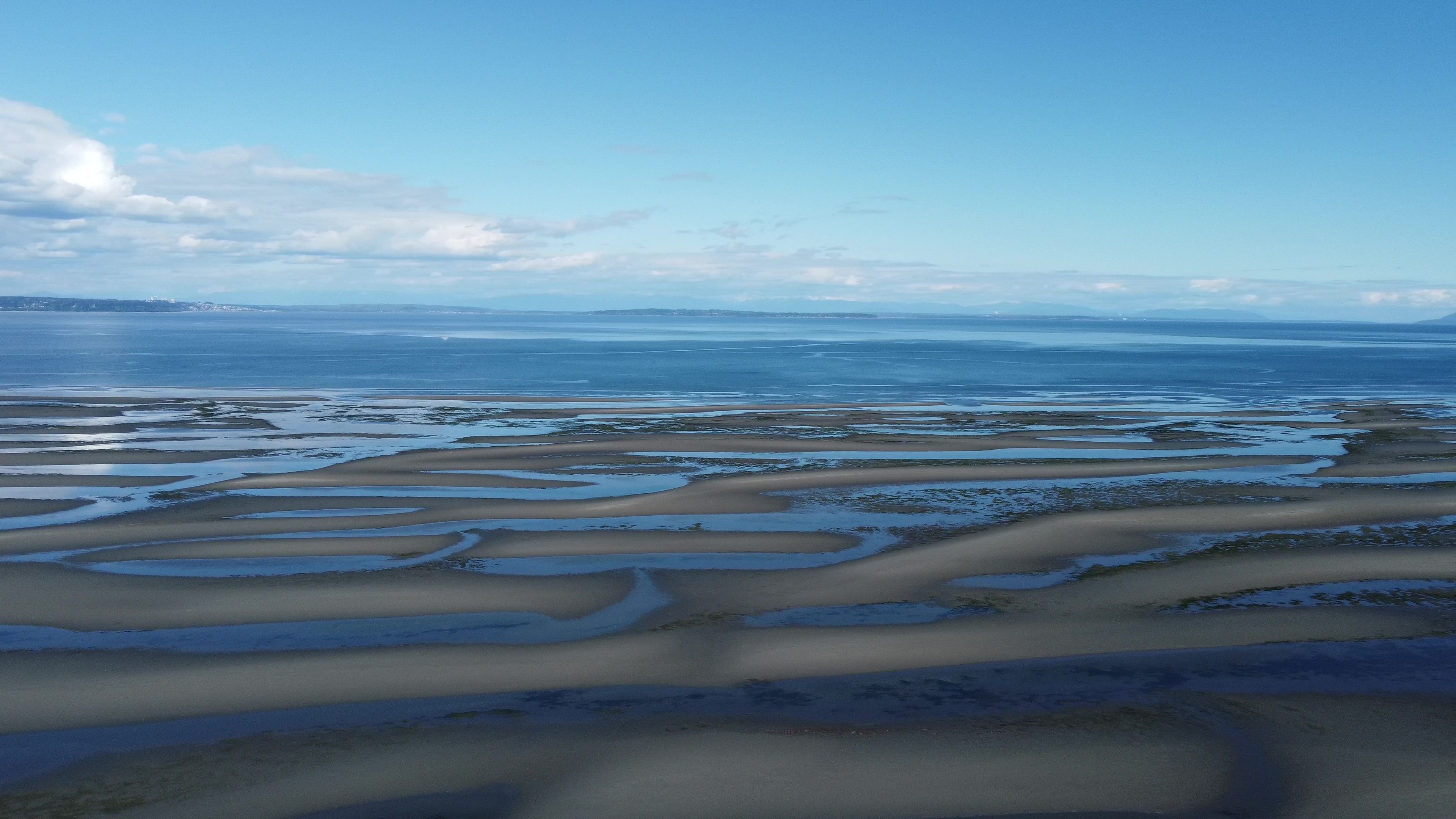 Three Sand Dollars on Sand · Free Stock Photo